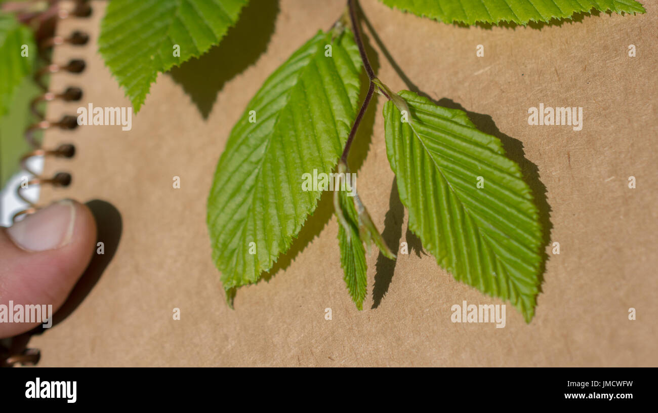 Leaves in hand over a notebook page Stock Photo - Alamy
