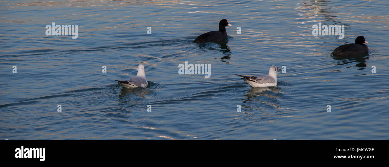 Flock of birds on water with water surface background Stock Photo - Alamy