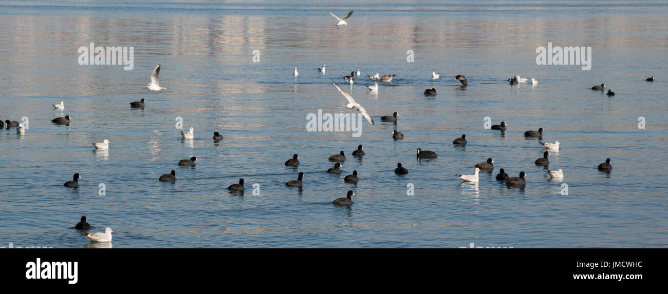 Flock of birds on water with water surface background Stock Photo - Alamy