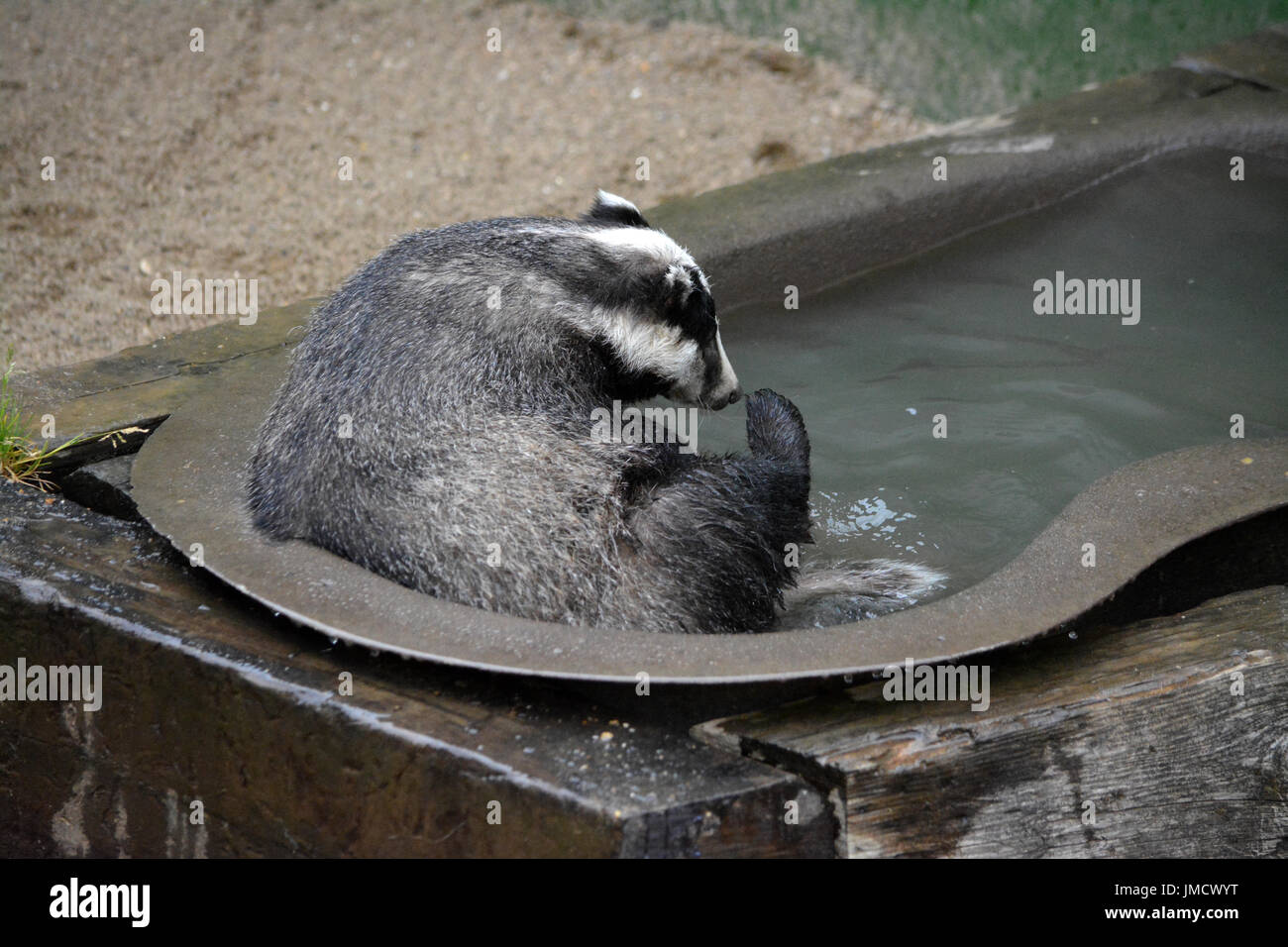 Badger scratching hi-res stock photography and images - Alamy