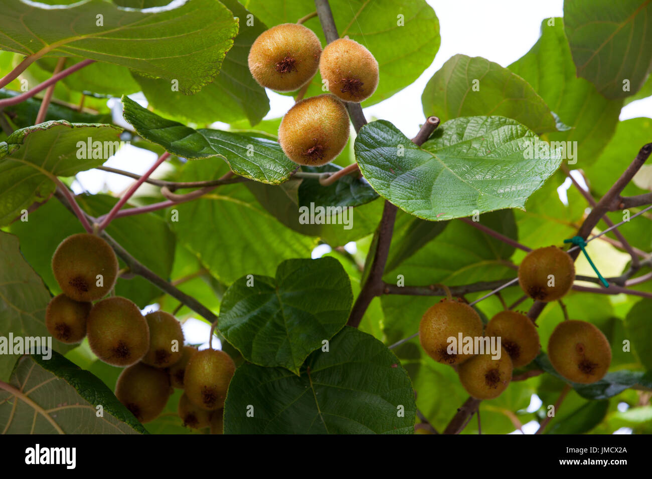 Cluster of ripe kiwi fruit on the branch Stock Photo - Alamy