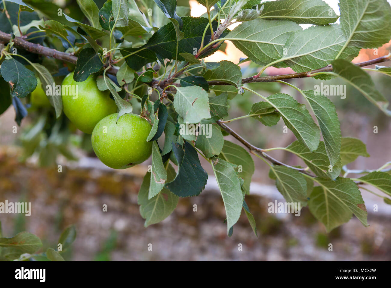 Biological green apple fruits on the branch Stock Photo - Alamy