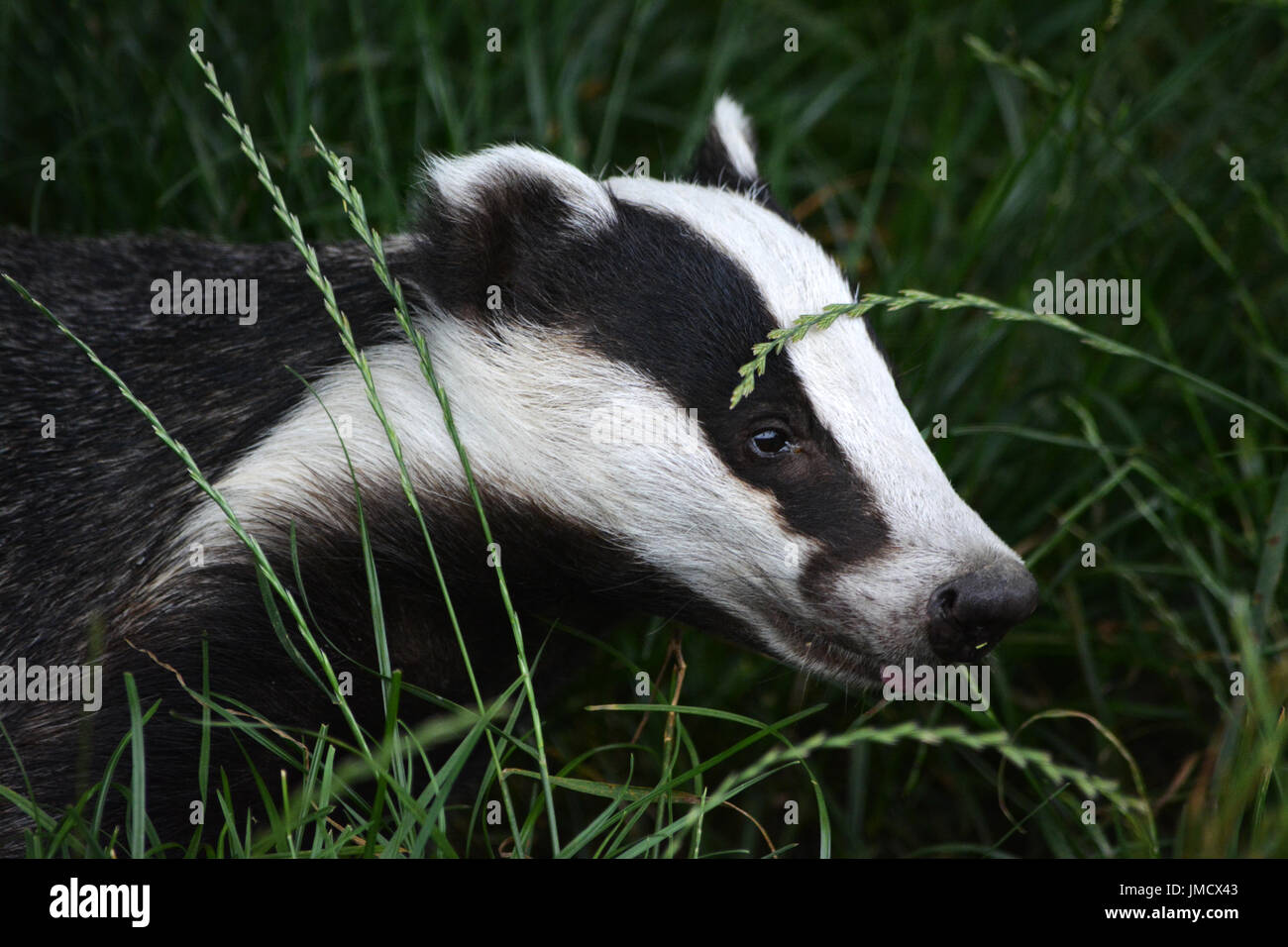 Badger (meles meles) - head shot (profile Stock Photo - Alamy