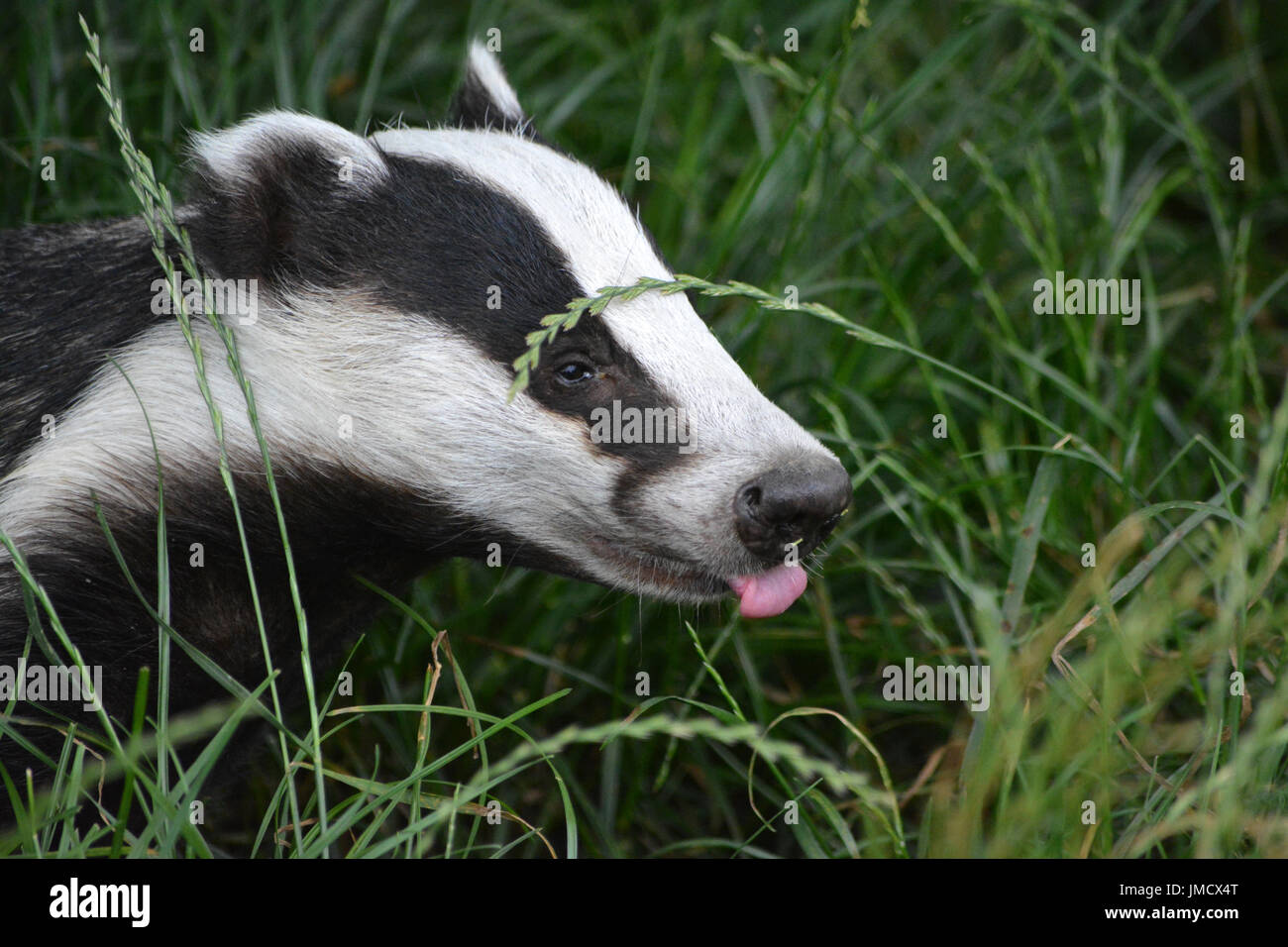 Badger (meles meles) - head shot (profile Stock Photo - Alamy