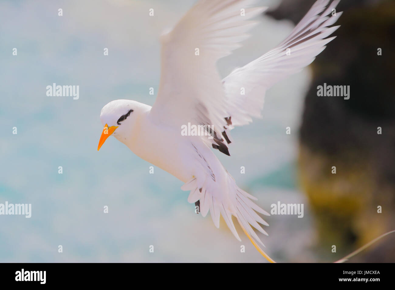 Longtail, Bermuda, North Atlantic Stock Photo - Alamy