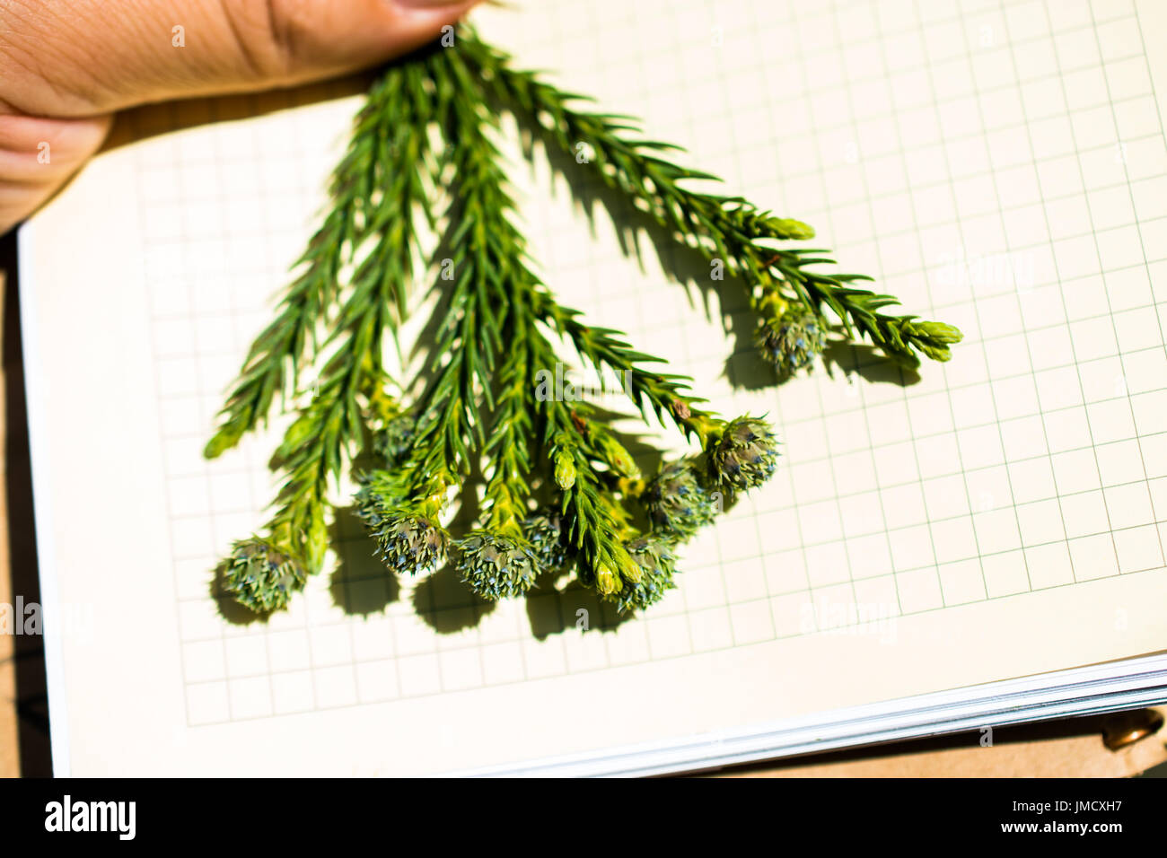 Leaves in hand over a notebook page Stock Photo - Alamy
