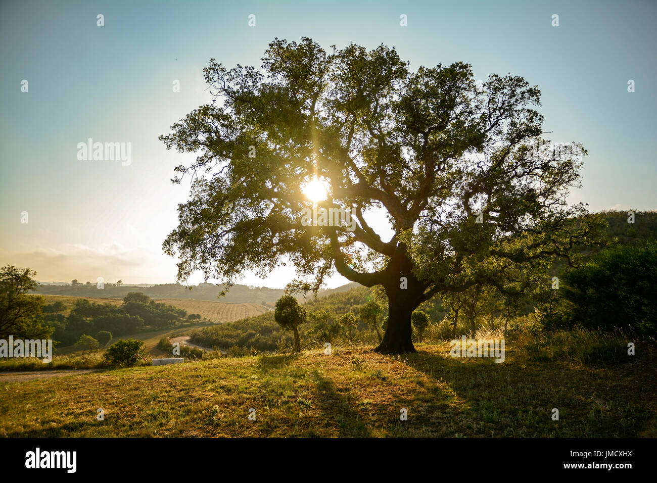 Old Cork oak tree (Quercus suber) in evening sun, Alentejo Portugal ...