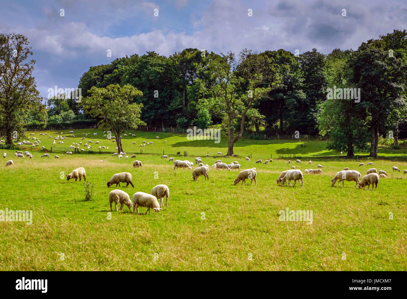 South yorkshire sheffield sheep hi-res stock photography and images - Alamy