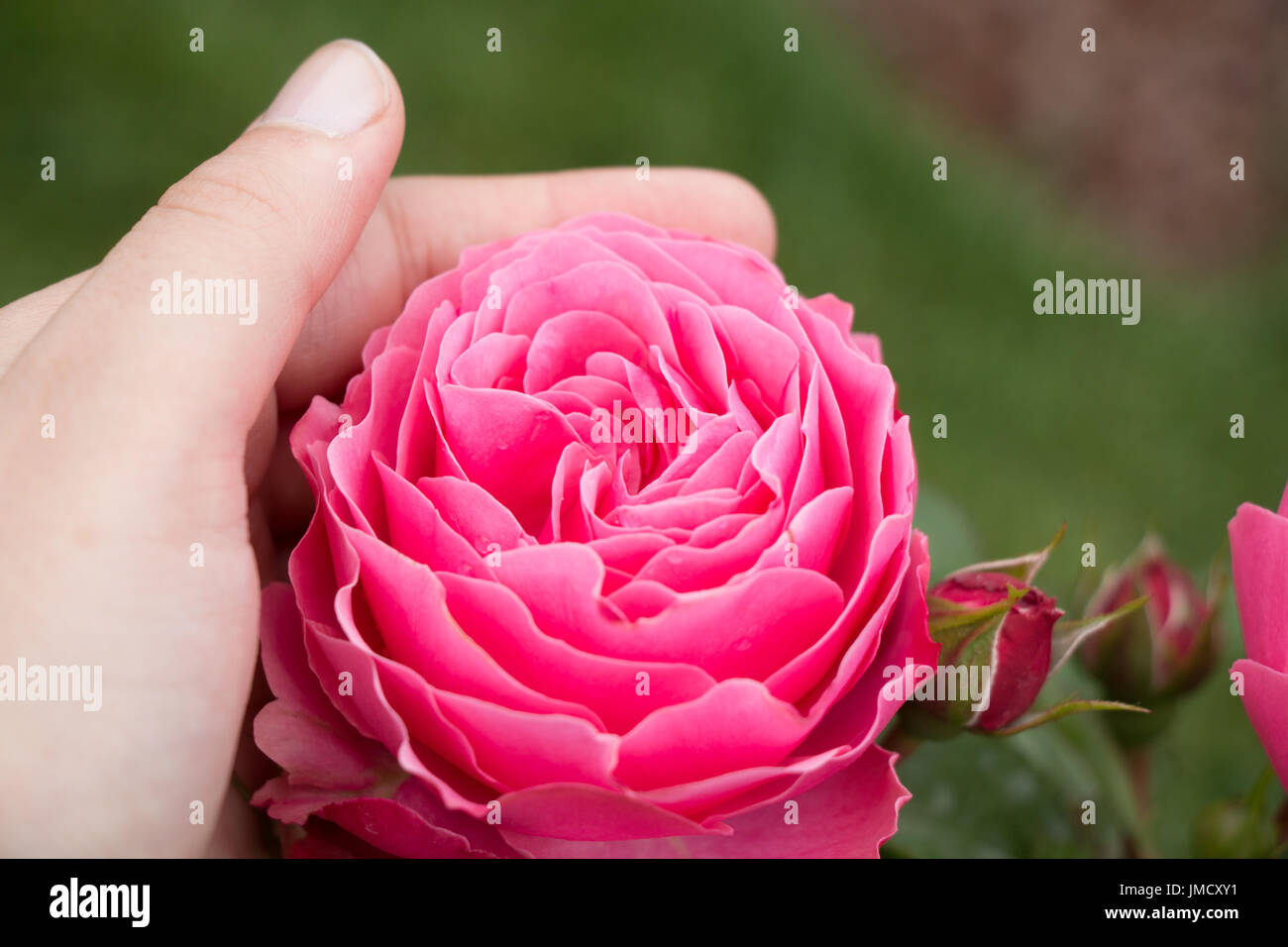 Hand holding a colorful Rose Flower Stock Photo - Alamy