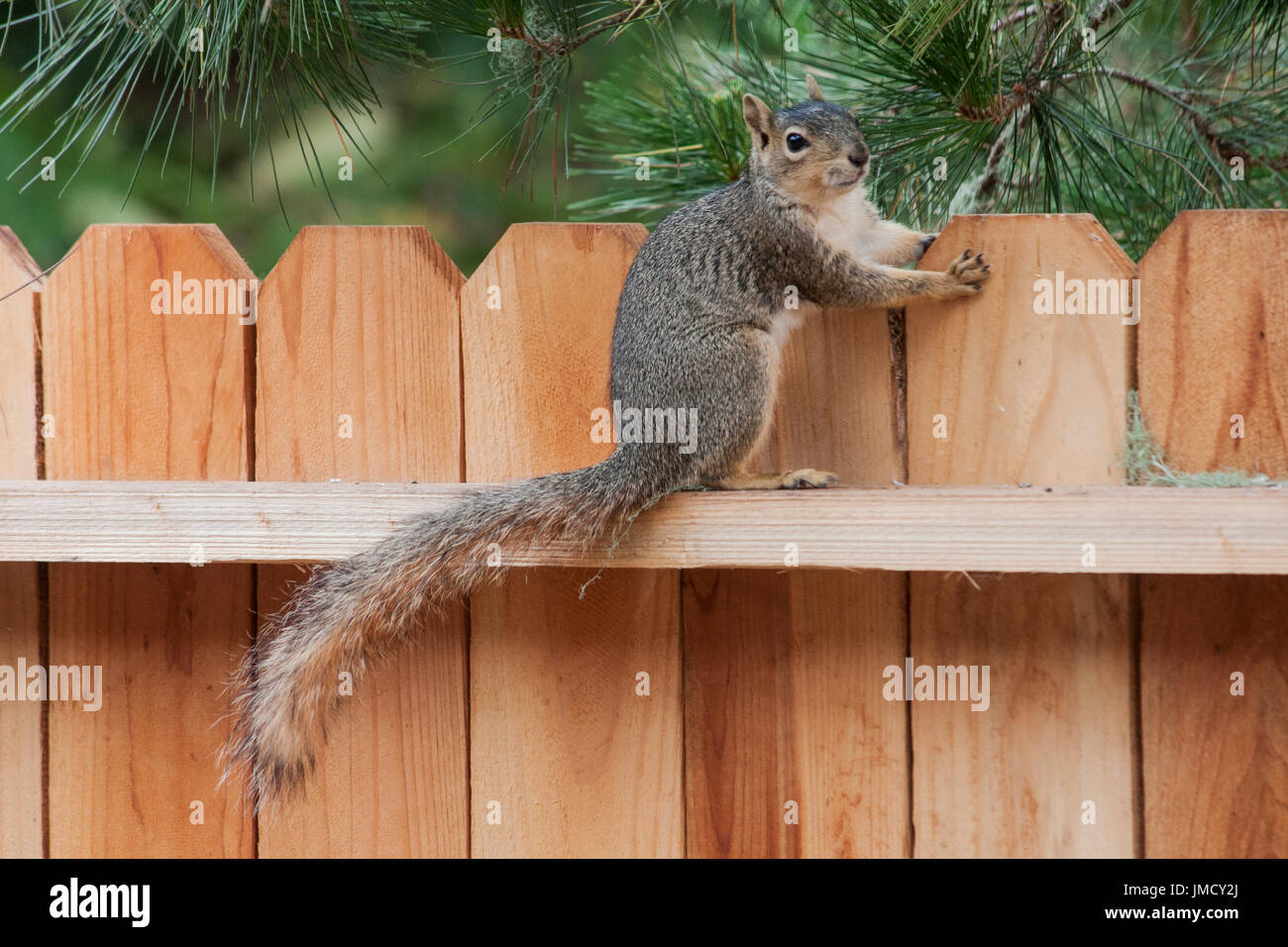 A tree squirrel standing watch on a fence in Seaside California Stock ...