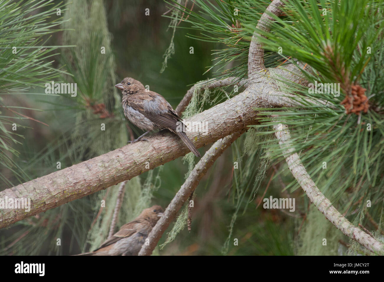 A young bird drying on a tree limb after bathing Stock Photo - Alamy