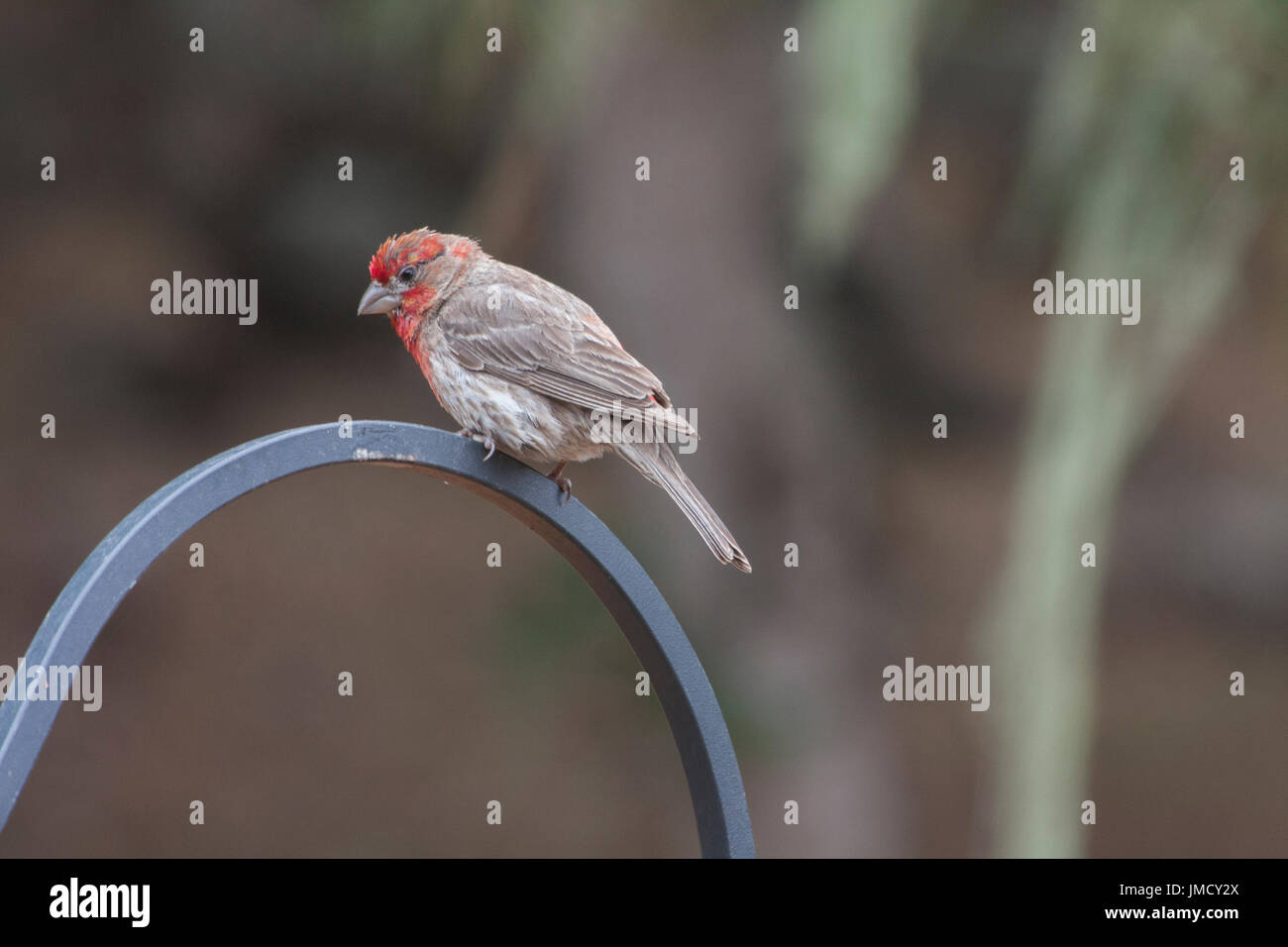 Laurie brown hi-res stock photography and images - Alamy