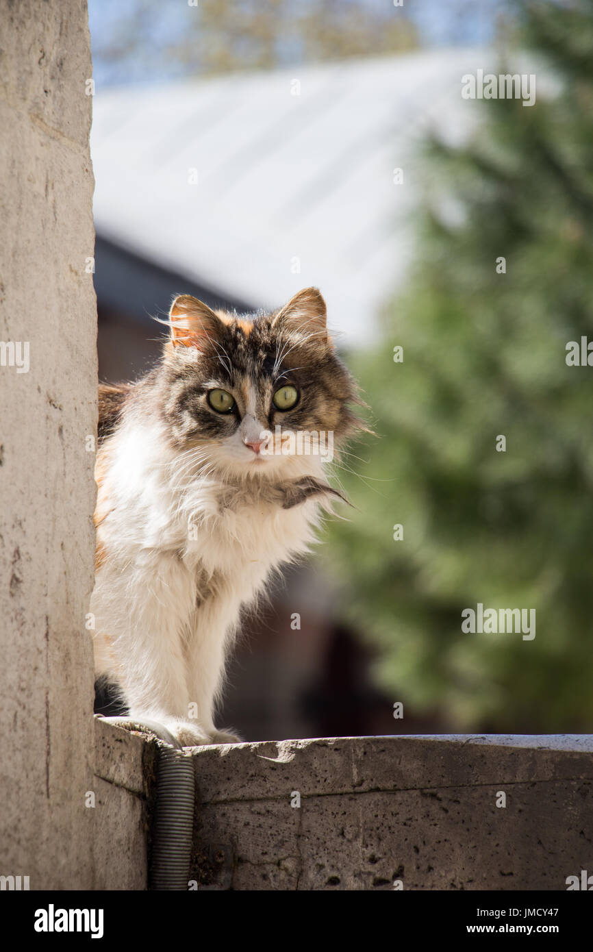 Stray cat in the street Stock Photo - Alamy