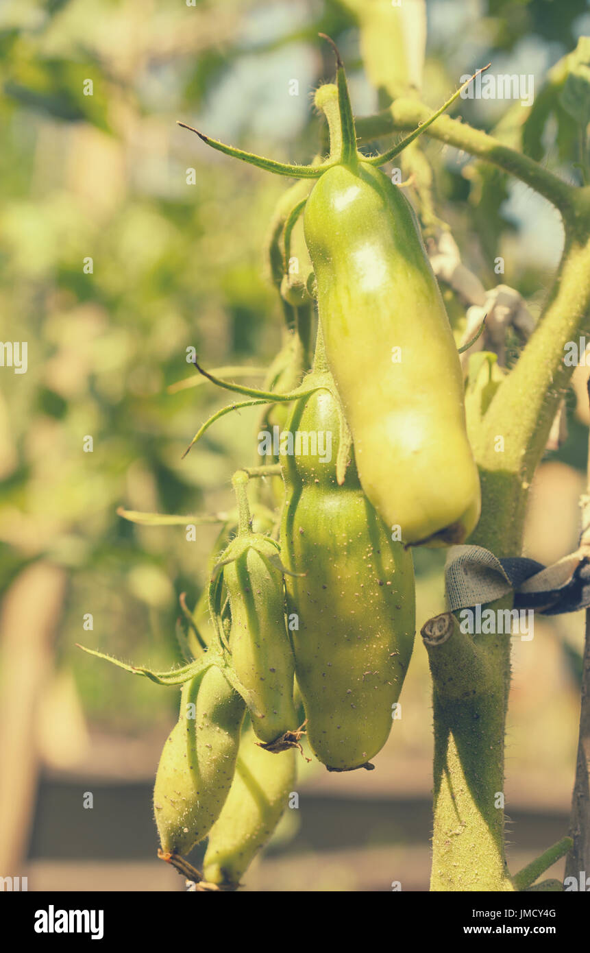 Oblong fruits hi-res stock photography and images - Alamy