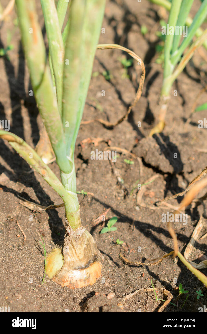 Onion stalk pile hi-res stock photography and images - Alamy