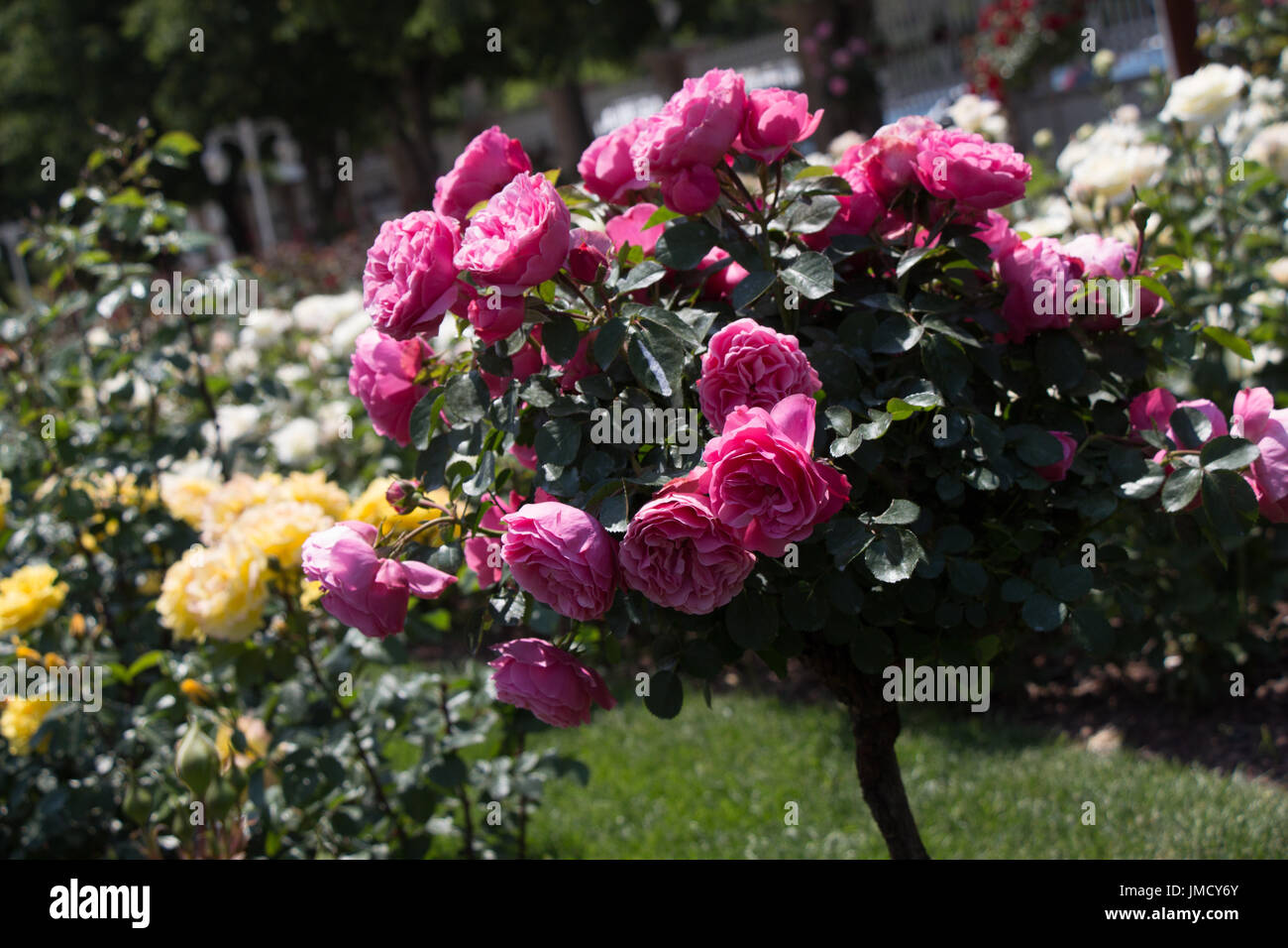 Rose tree with pink roses in a rose garden Stock Photo - Alamy