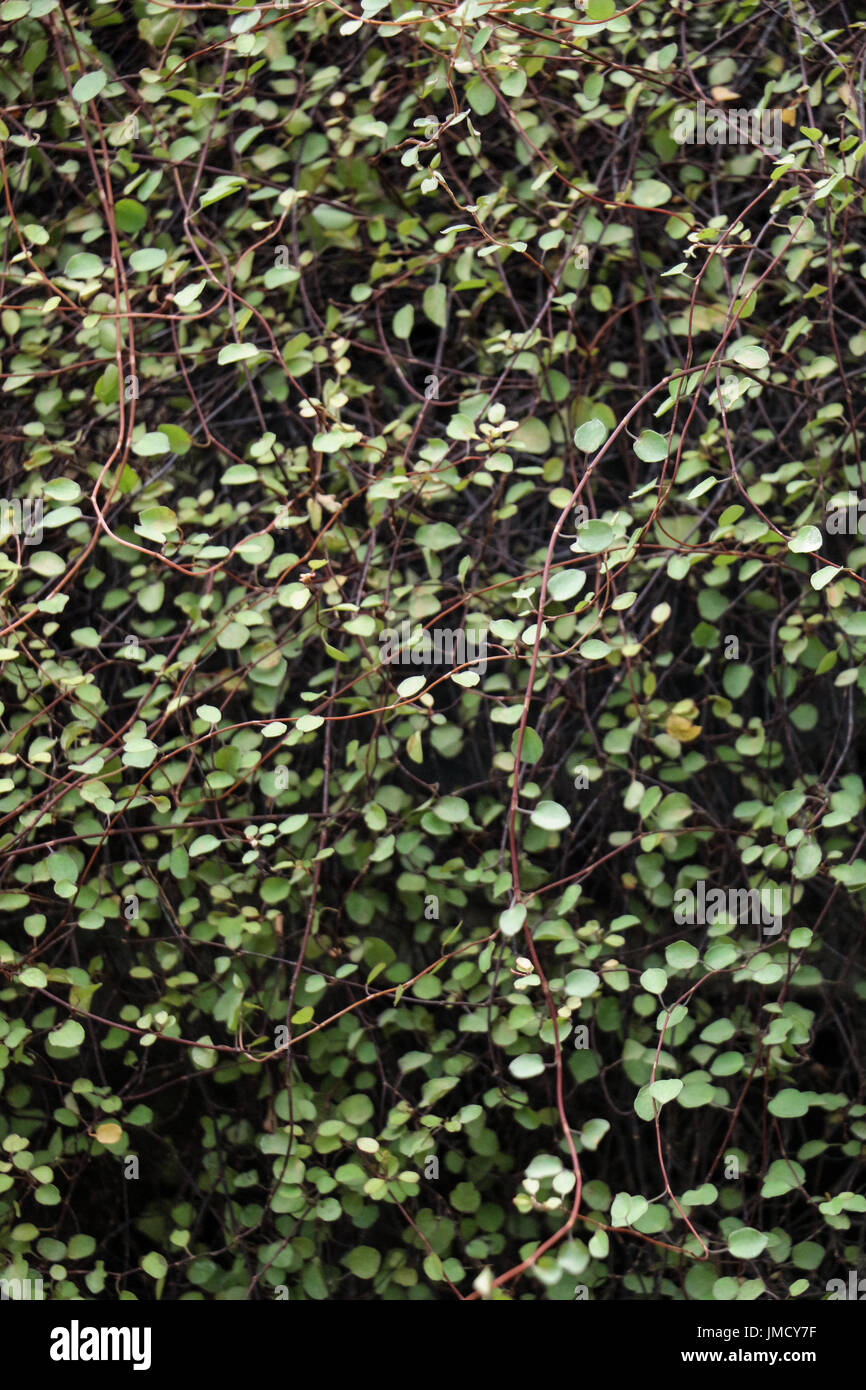 Background with a certain texture pattern Stock Photo - Alamy