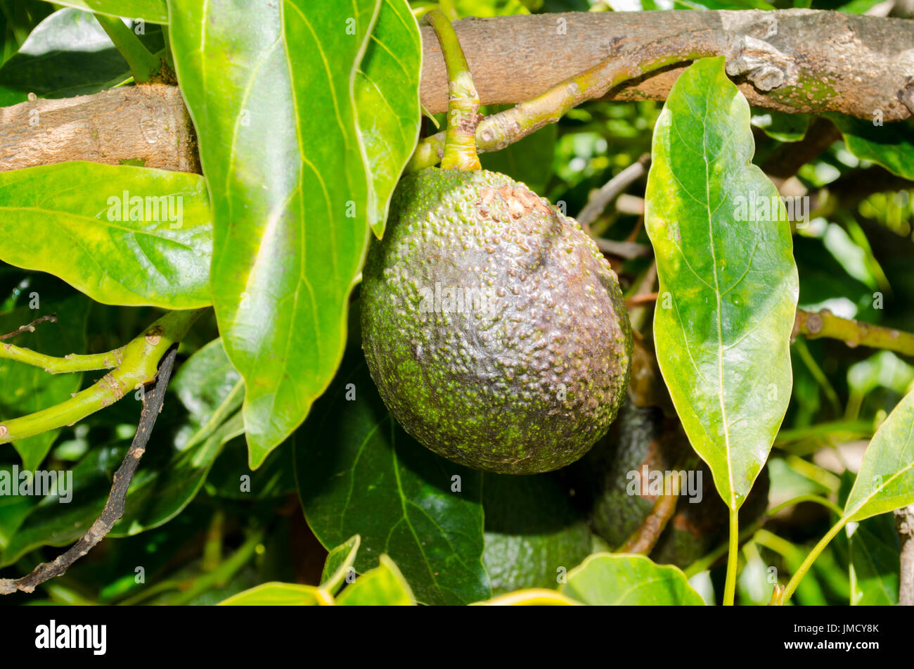 Haas avocados on tree Stock Photo - Alamy