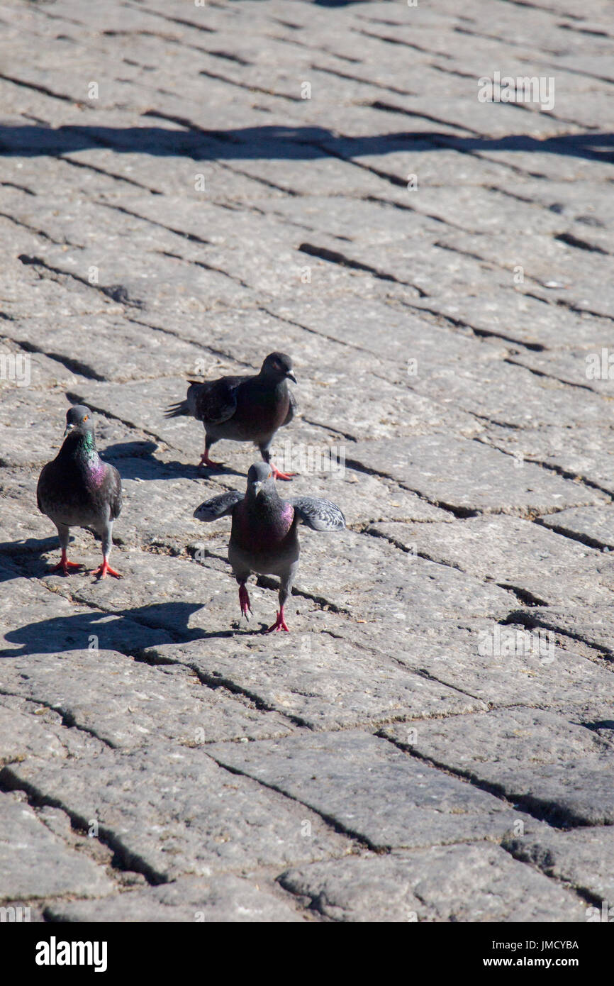 Pigeons on a stone pavement Stock Photo - Alamy