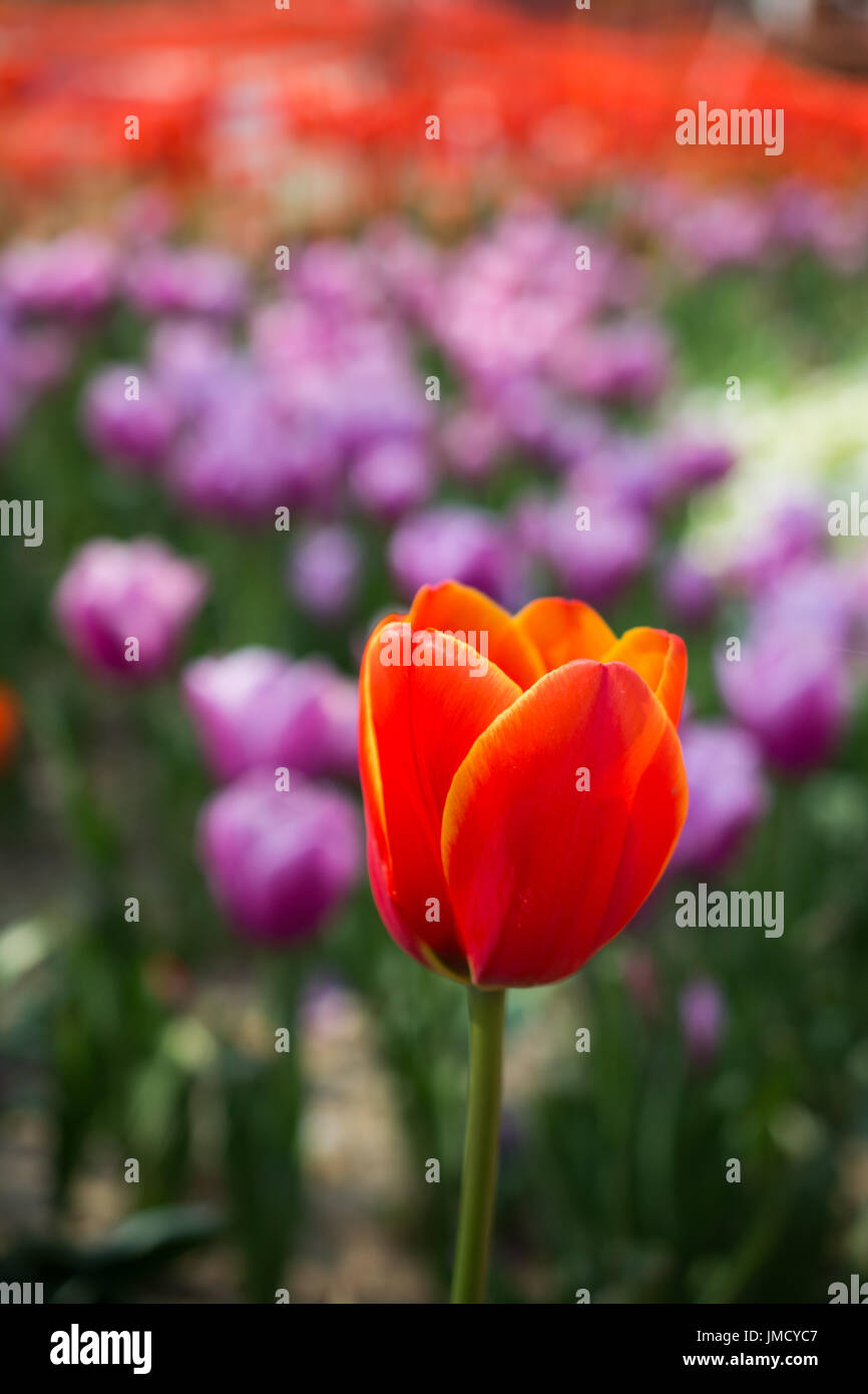 Tulip Flowers Blooming in Spring Season Stock Photo - Alamy