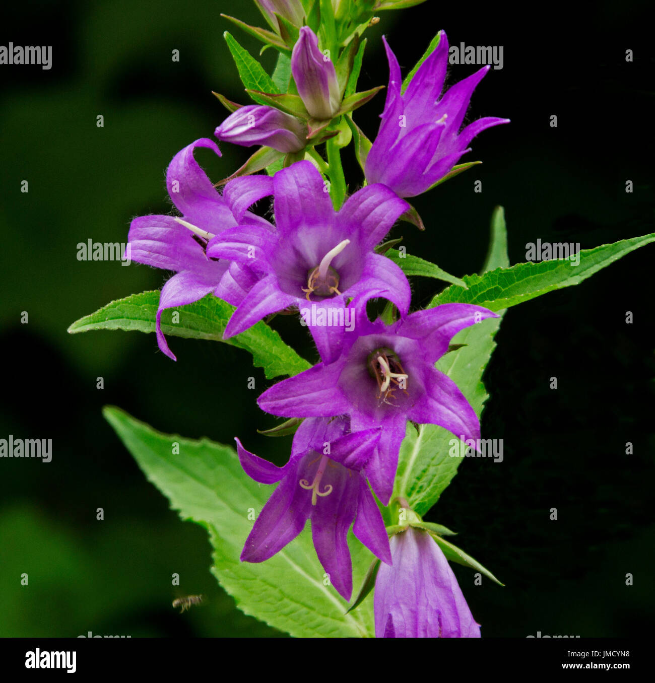 Uk purple wildflowers hi-res stock photography and images - Alamy