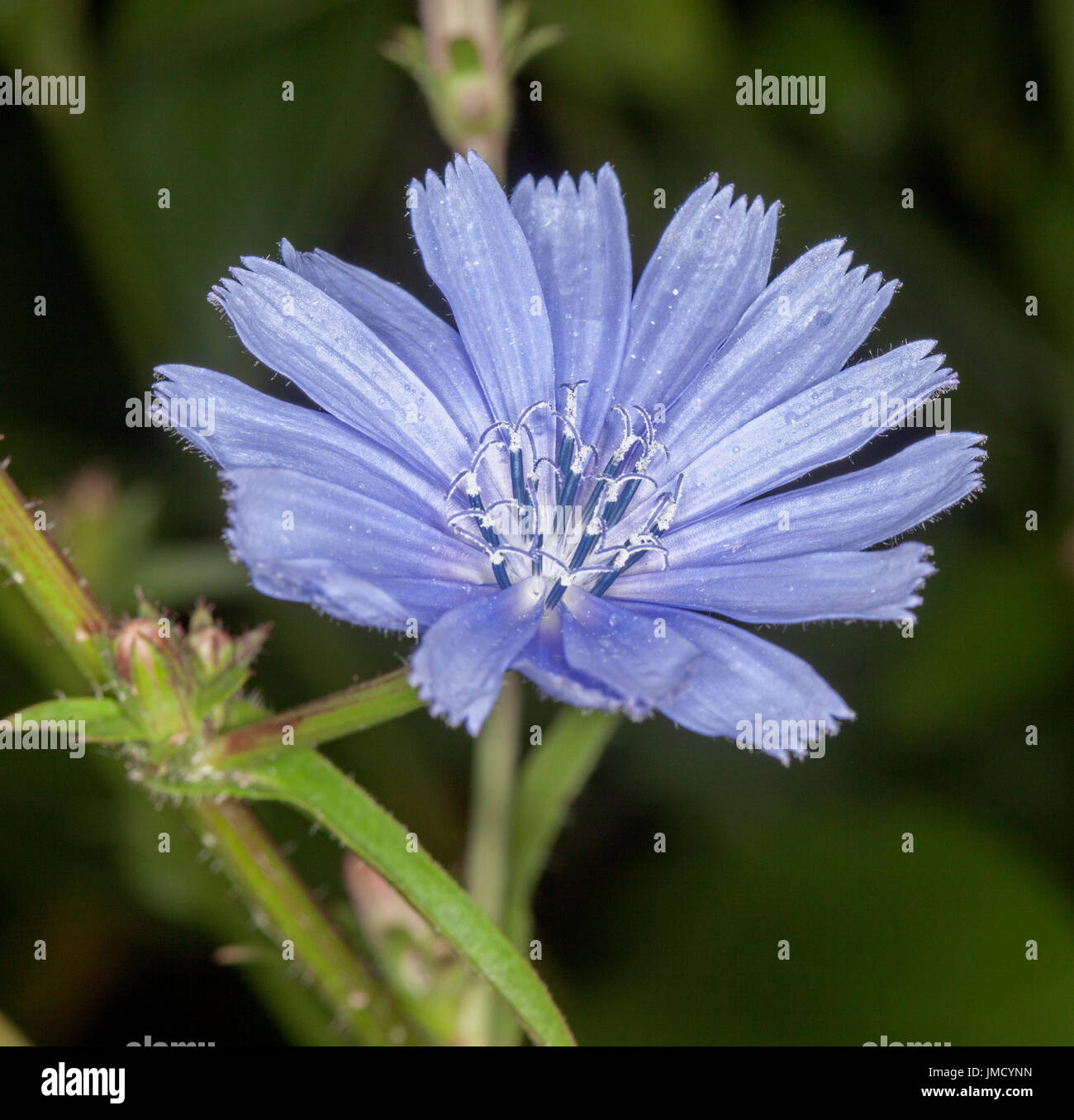 Beautiful light blue flower of Chicory, Cichorium intybus, British ...