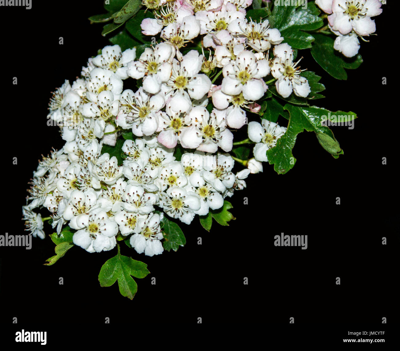 British hawthorn hi-res stock photography and images - Alamy