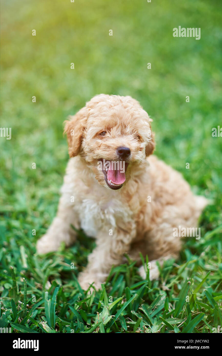Happy poodle puppy sitting on green grass background Stock Photo - Alamy