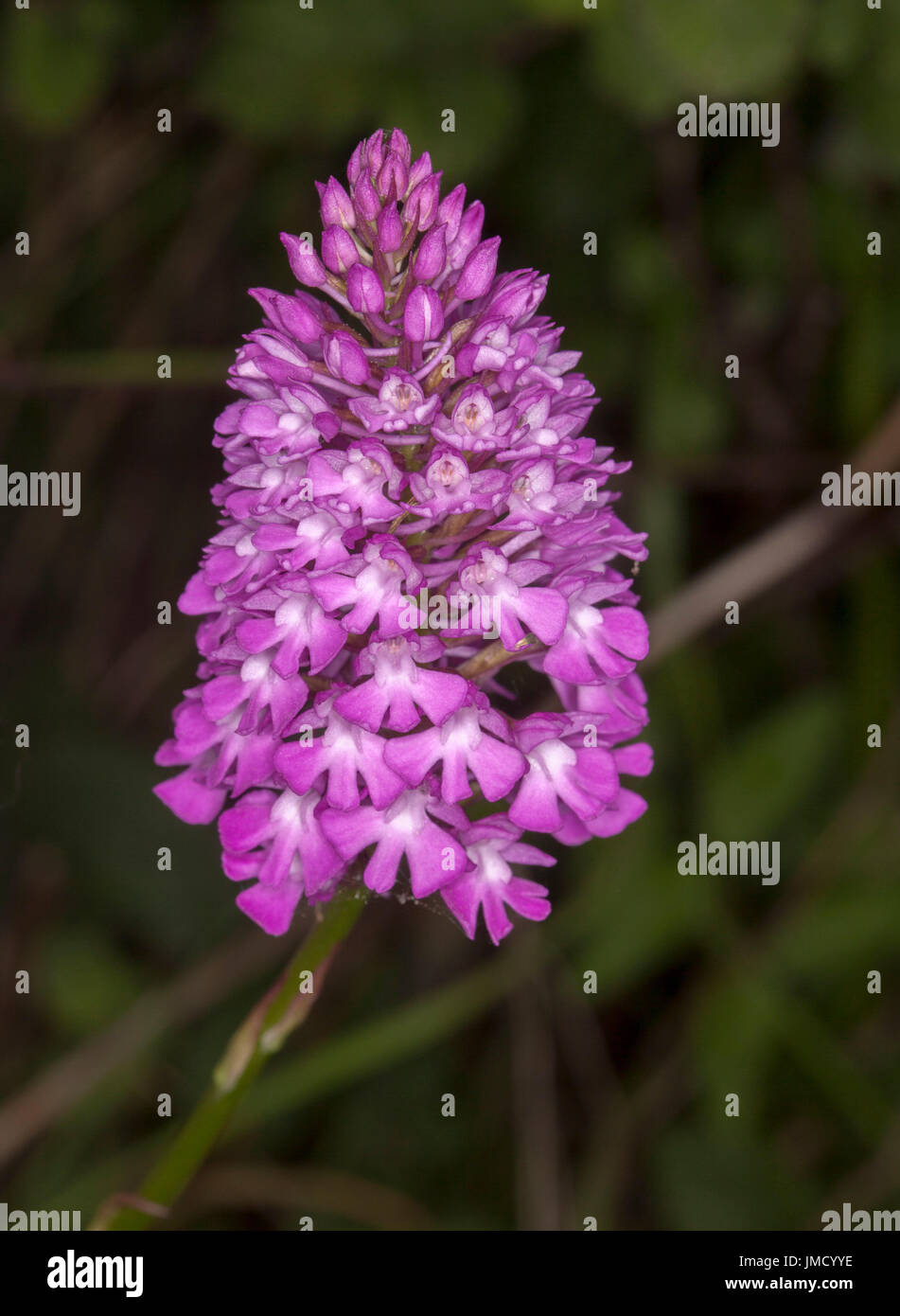 Mauve / pink flower of Pyramidal orchid - Anacamptis pyramidalis ...