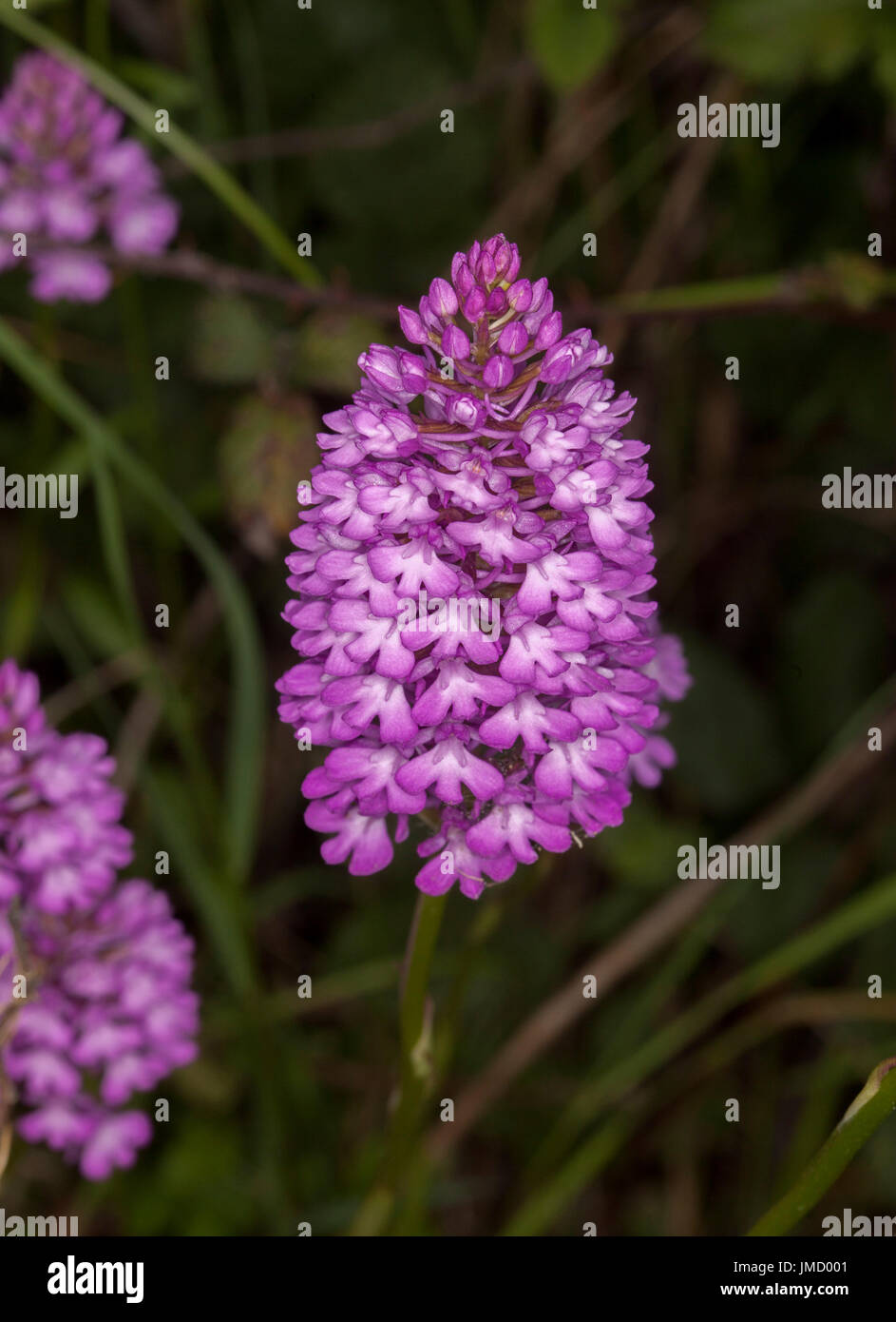 Mauve / pink flower of Pyramidal orchid - Anacamptis pyramidalis ...