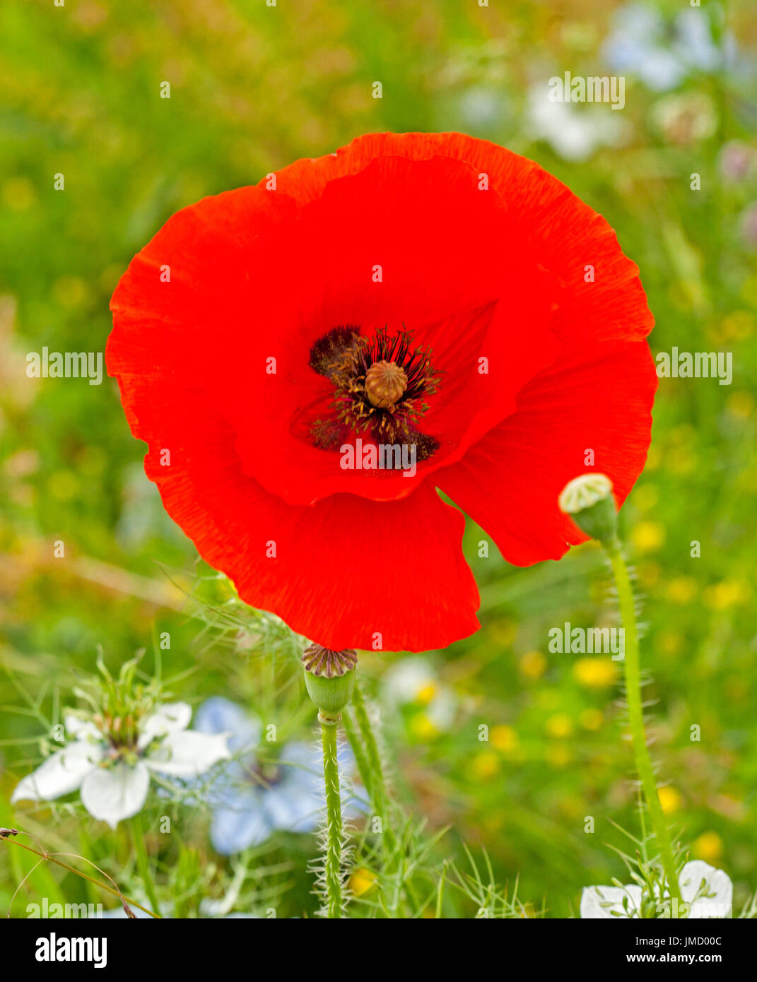 Red flower of poppy, Papaver rhoeas, British wildflower with background ...