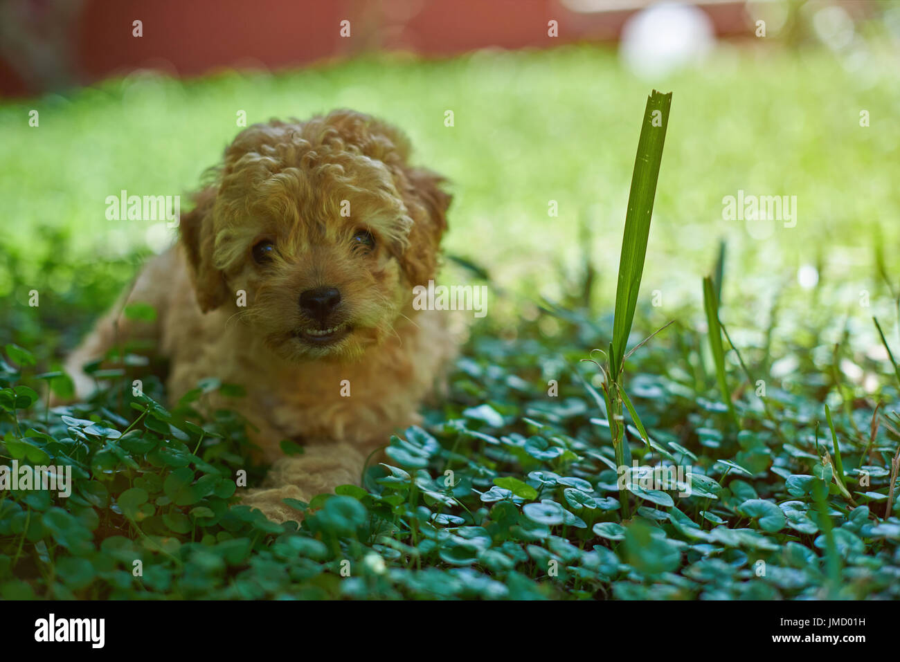 Close up toy poodle puppy hi-res stock photography and images - Alamy