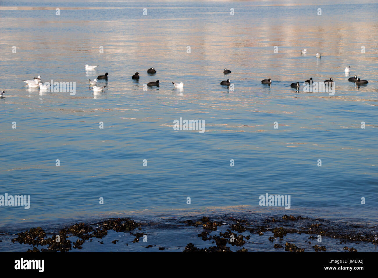 Flock of birds on water with water surface background Stock Photo - Alamy