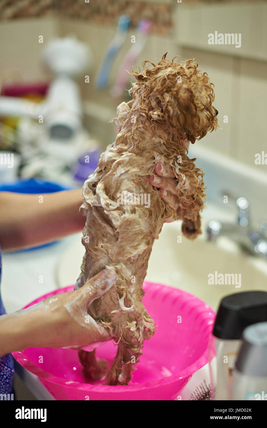 Washing dog service theme. Woman washing small puppy dog in house Stock ...