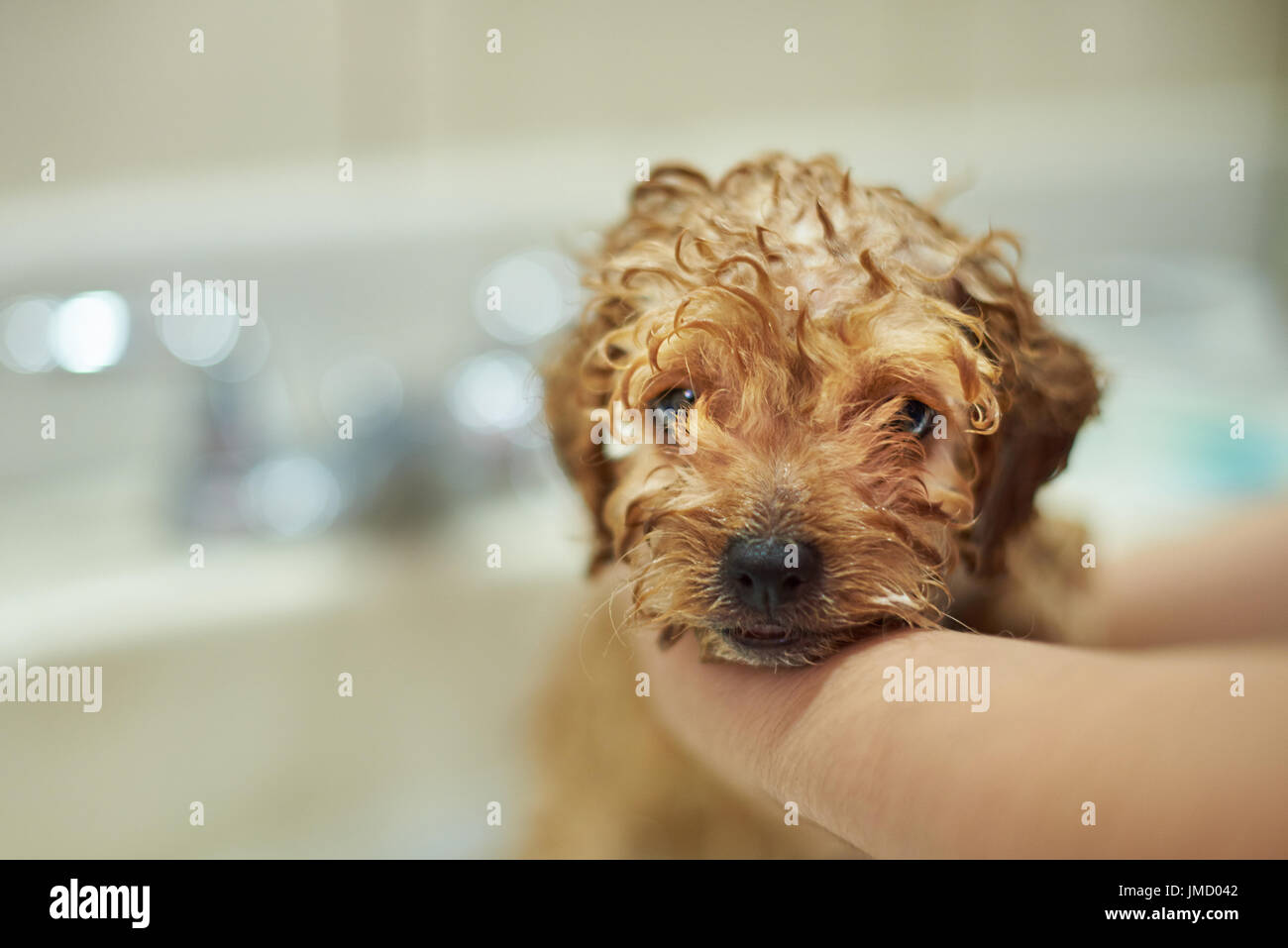 Portrait of cute poodle puppy taking shower Stock Photo - Alamy