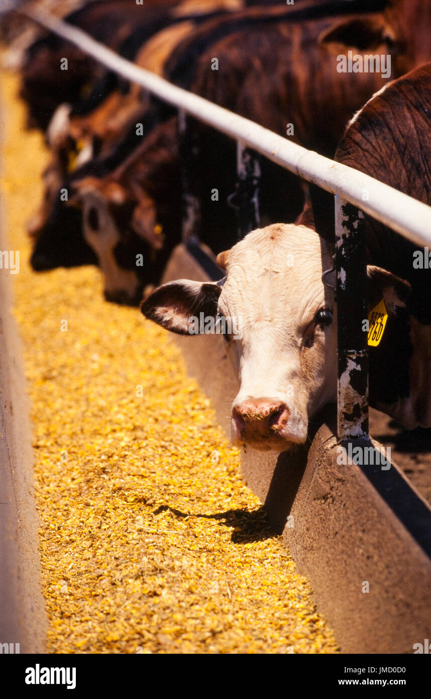 Beef cattle feedlot hi-res stock photography and images - Alamy