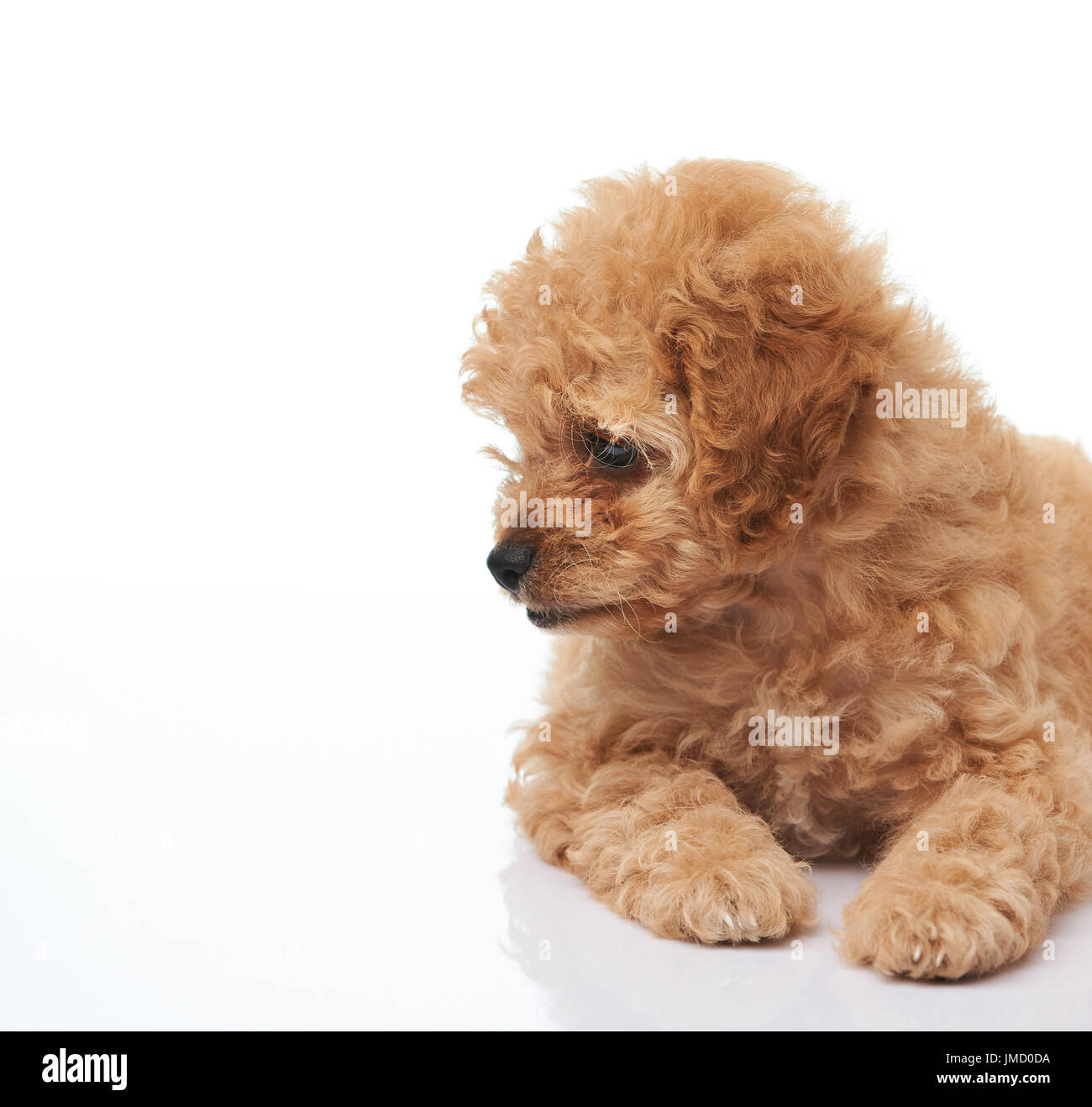 Golden color poodle puppy lay on white background isolated Stock Photo ...