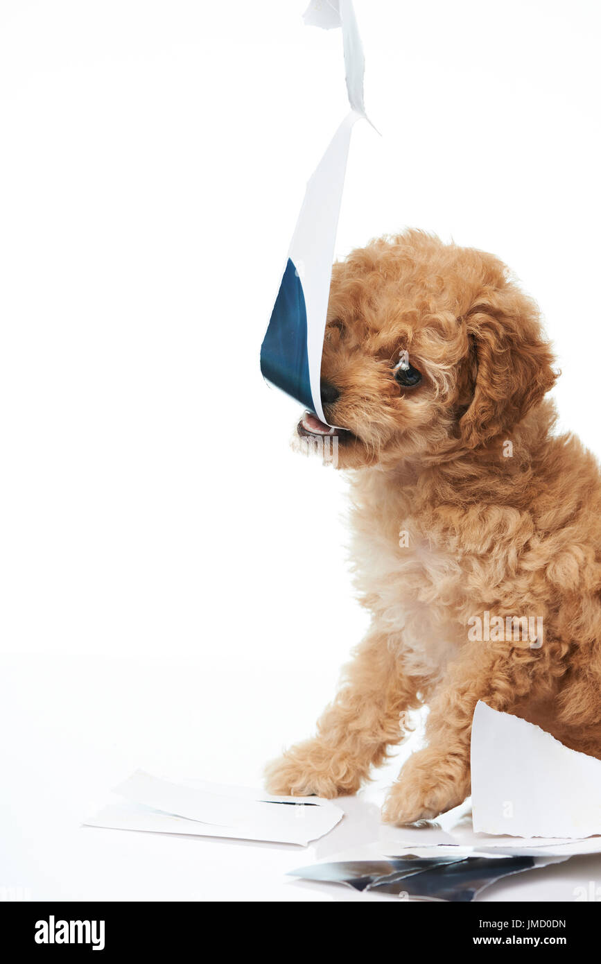 Poodle puppy damage photo print isolated on white background Stock ...