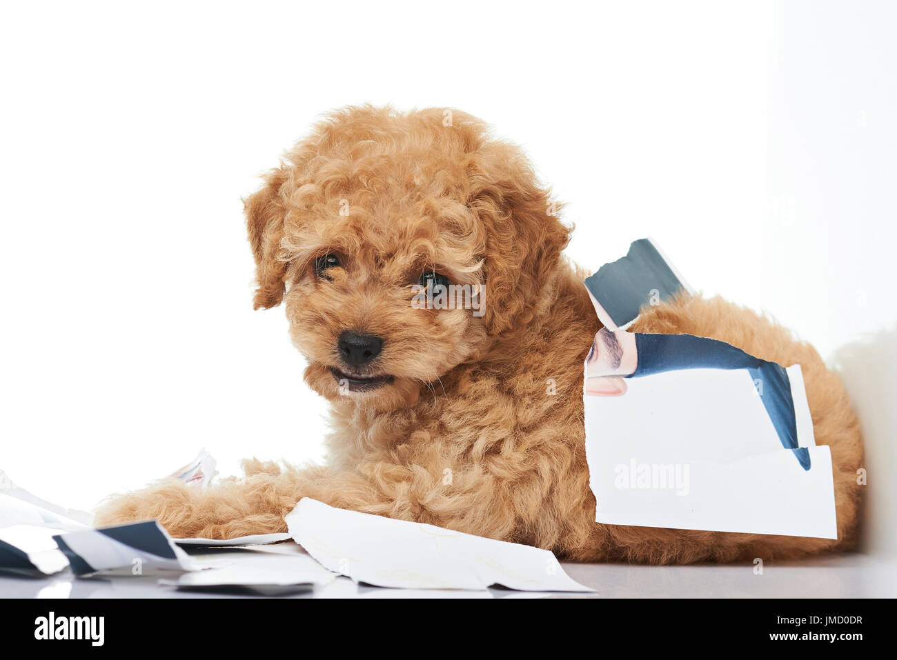 Naughty poodle puppy laying in damaged paper photo parts isolated on ...