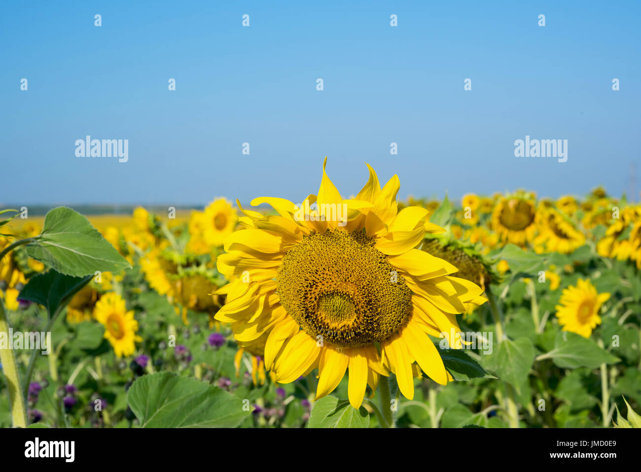 beautiful natural scenery Stock Photo - Alamy
