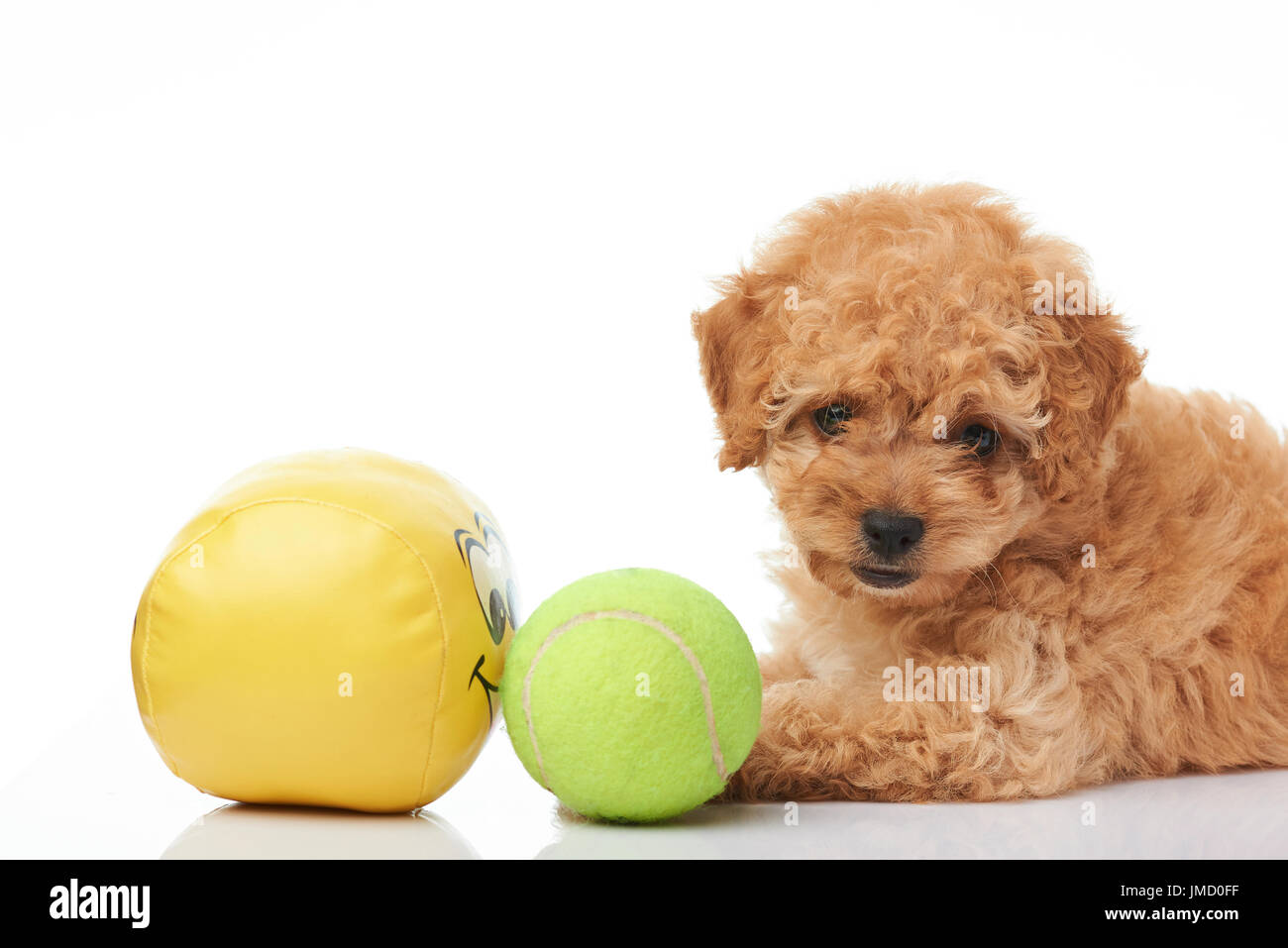 Puppy poodle lay with balls isolated on white background Stock Photo ...