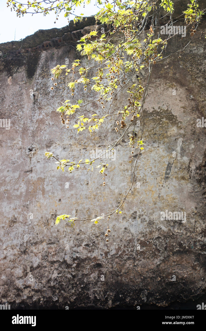Wall with a part of a tree as a background Stock Photo - Alamy