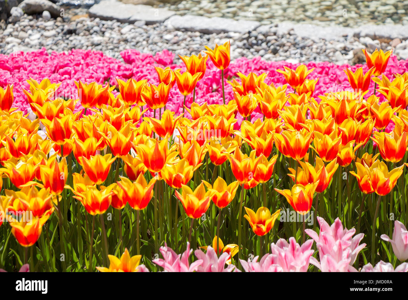 Tulip Flowers Blooming in Spring Season Stock Photo - Alamy
