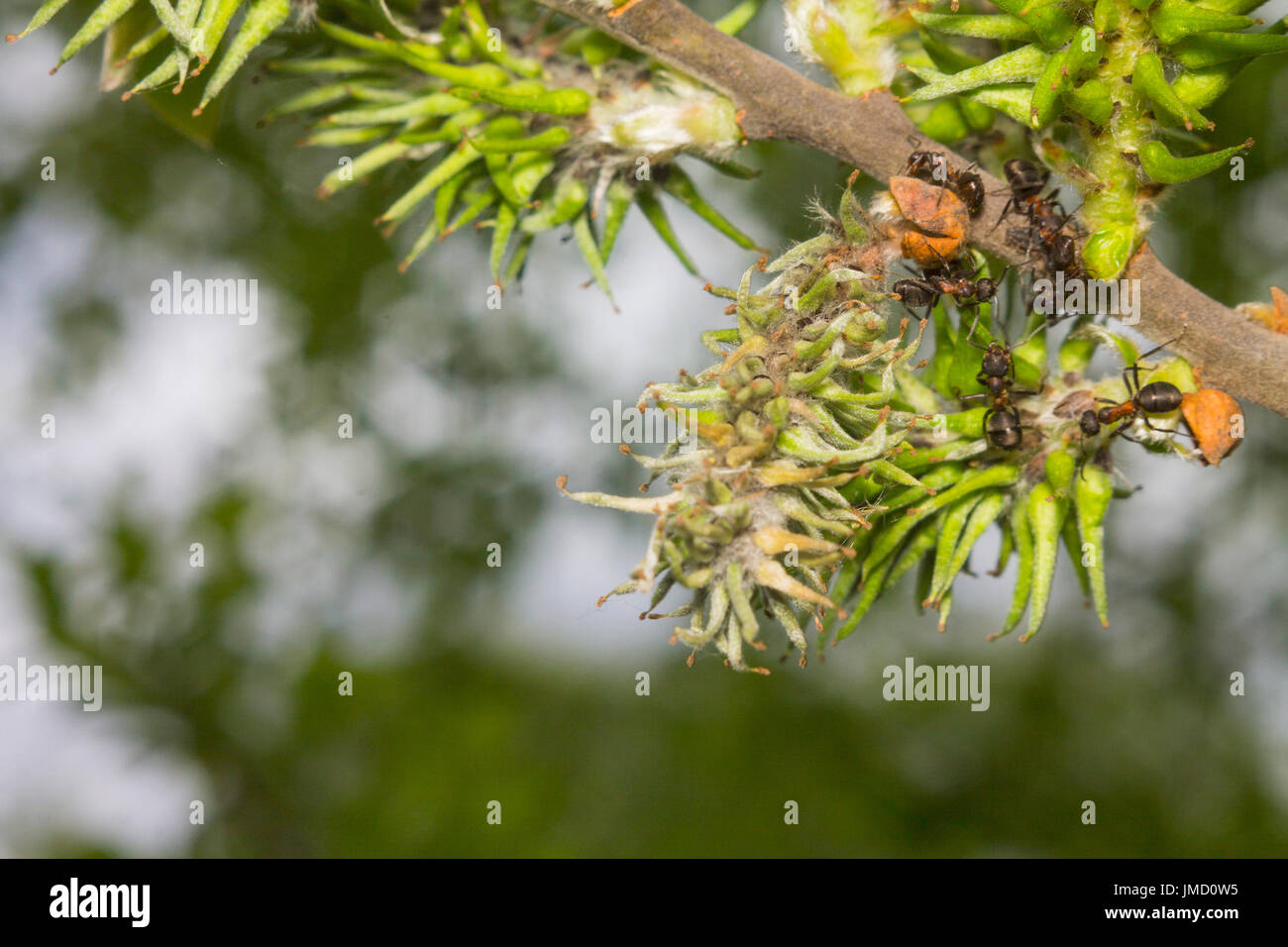 Insect labor hi-res stock photography and images - Alamy