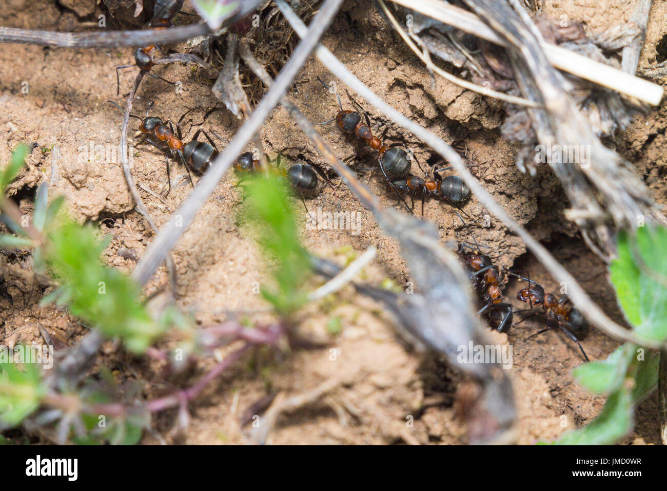 Traffic insect hi-res stock photography and images - Alamy