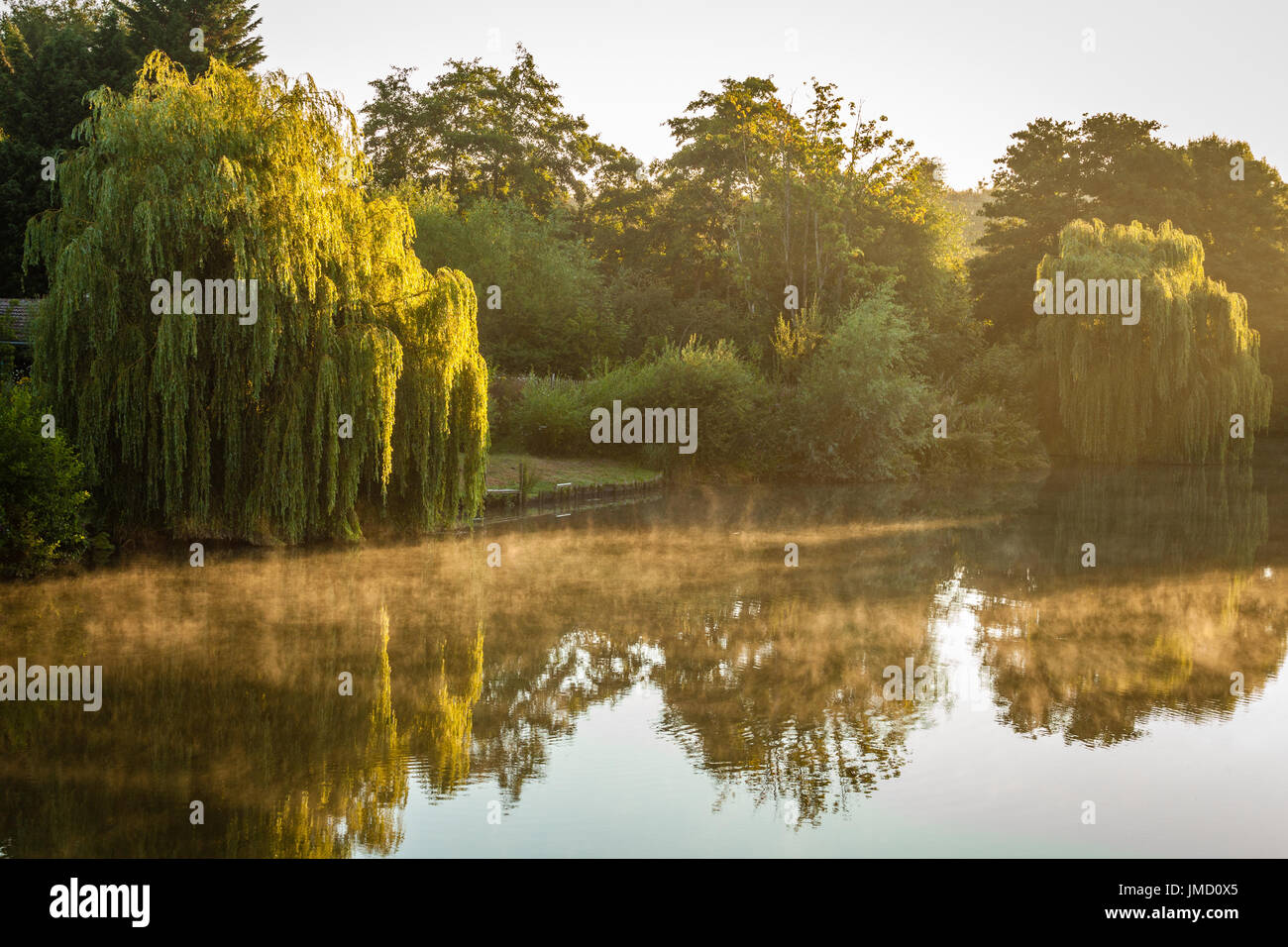 Stunning salix babylonica hi-res stock photography and images - Alamy