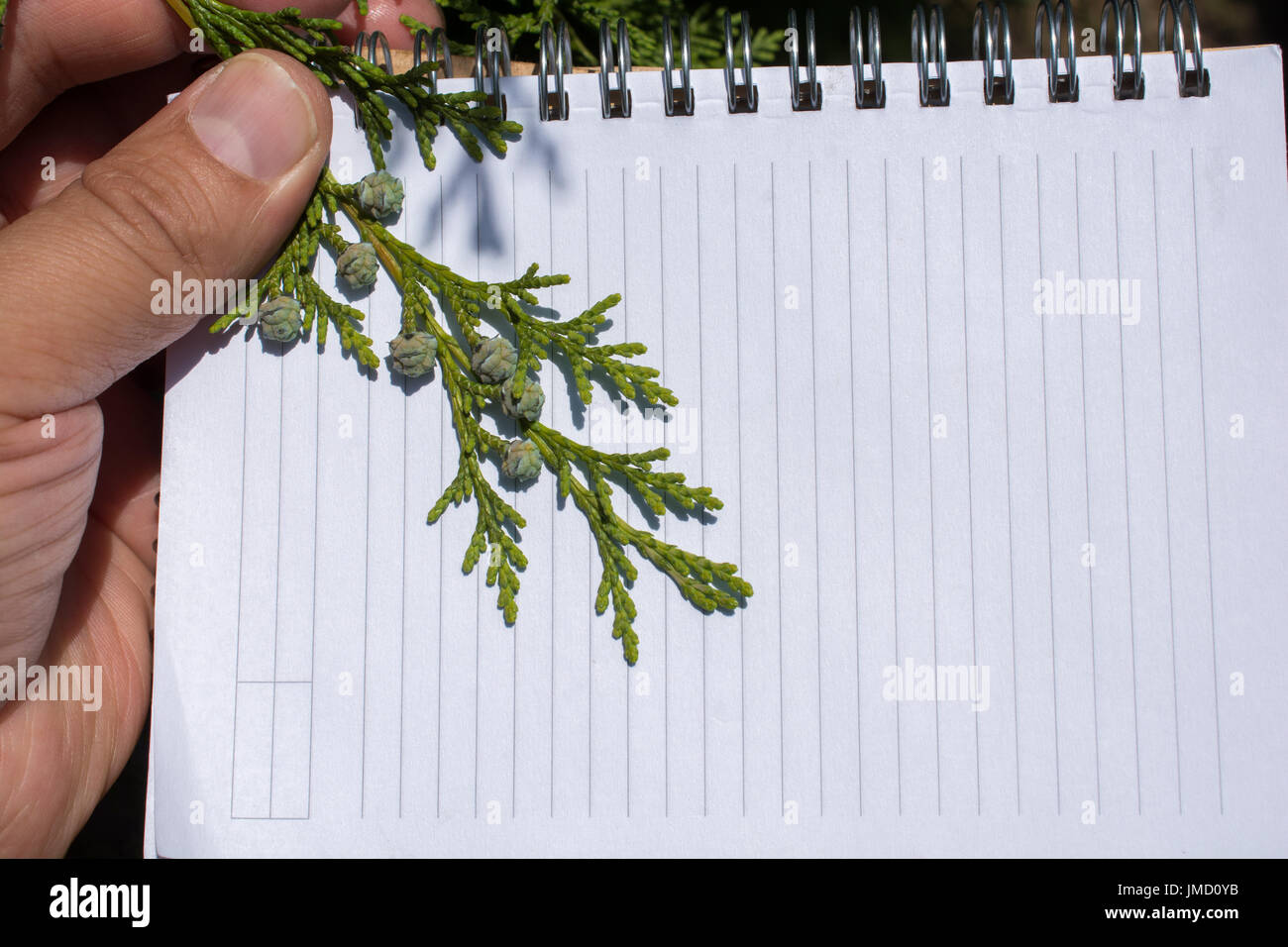 Leaves in hand over a notebook page Stock Photo - Alamy