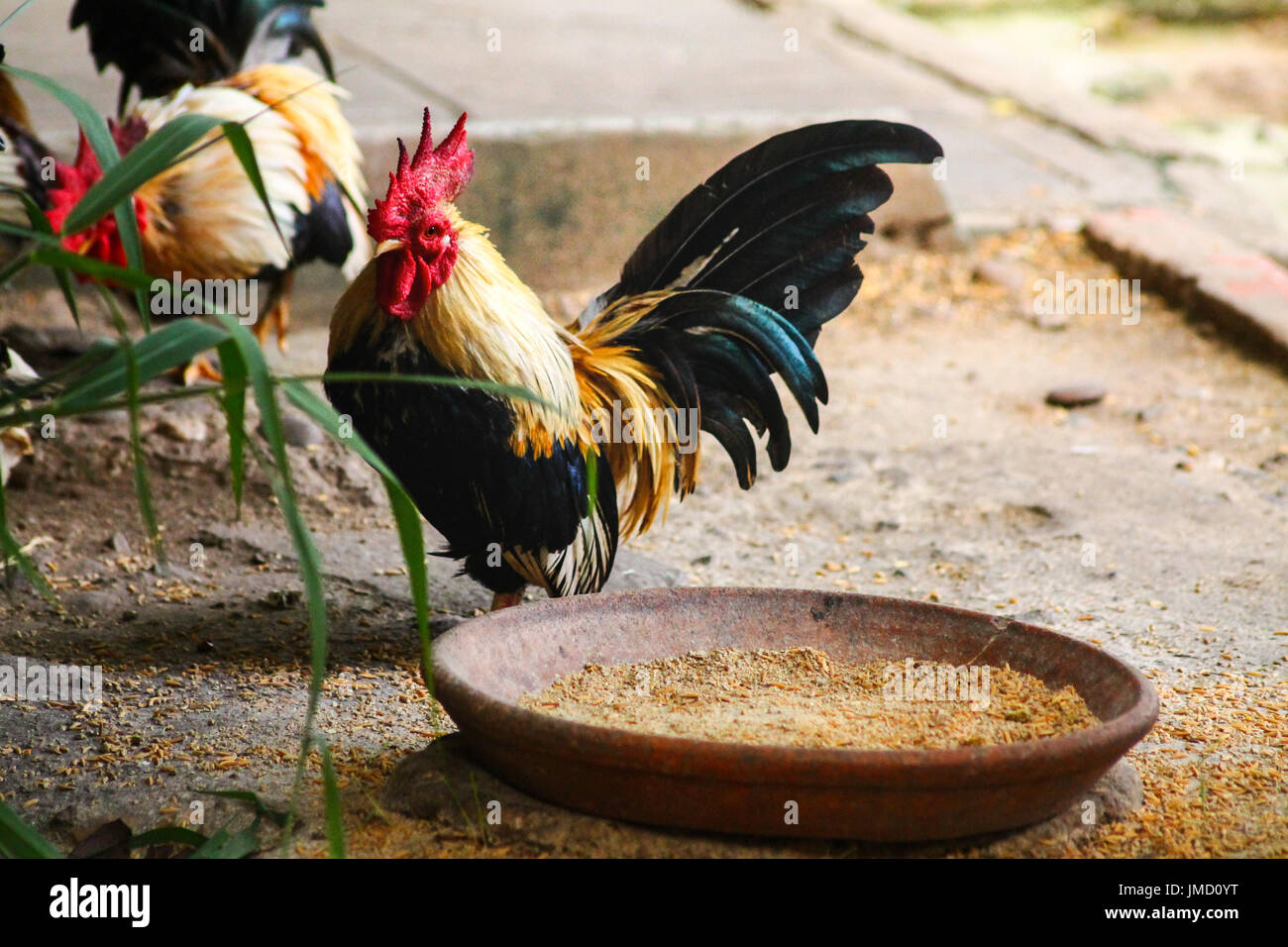 Bantam chicken breed hi-res stock photography and images - Alamy