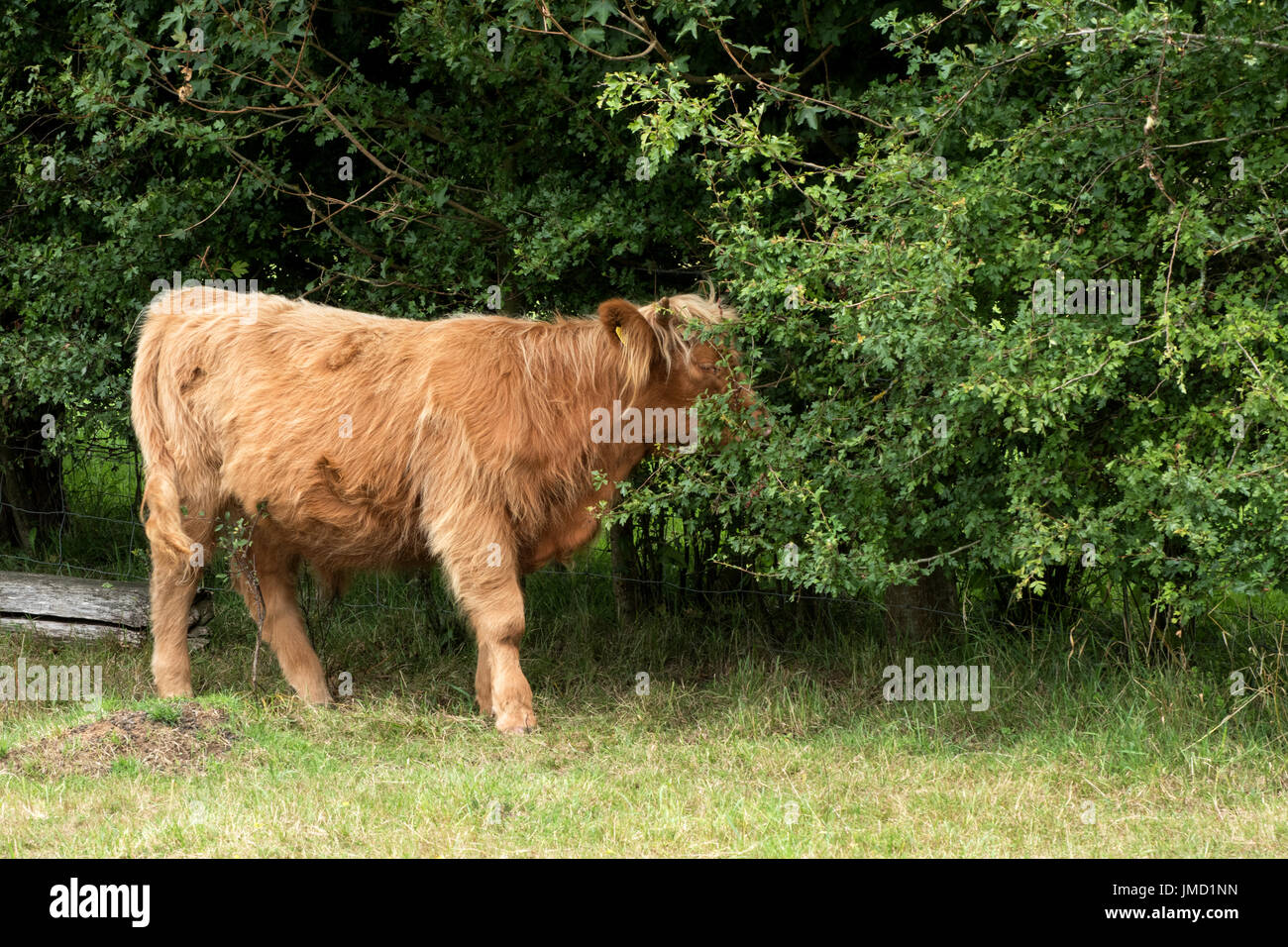 Highland cow eating hi-res stock photography and images - Alamy