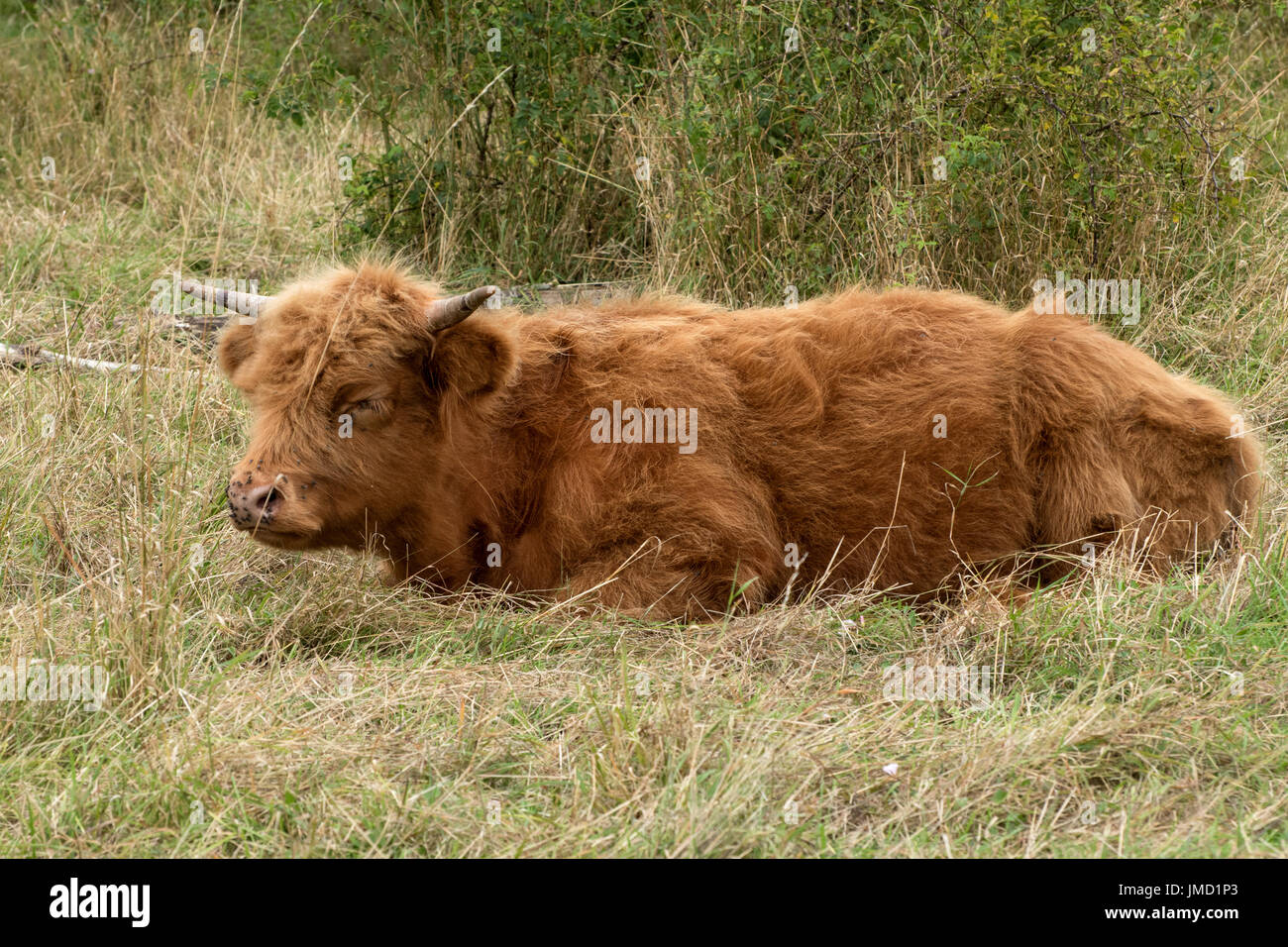 Put out to pasture cattle hi-res stock photography and images - Alamy